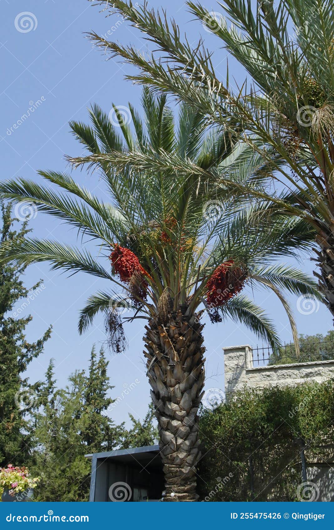 Date Palm in the North Galilee . Stock Photo - Image of palm, north ...