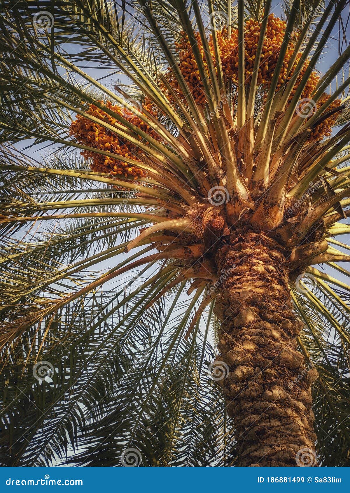 Date palm , Oman stock image. Image of food, oman, spruce - 186881499
