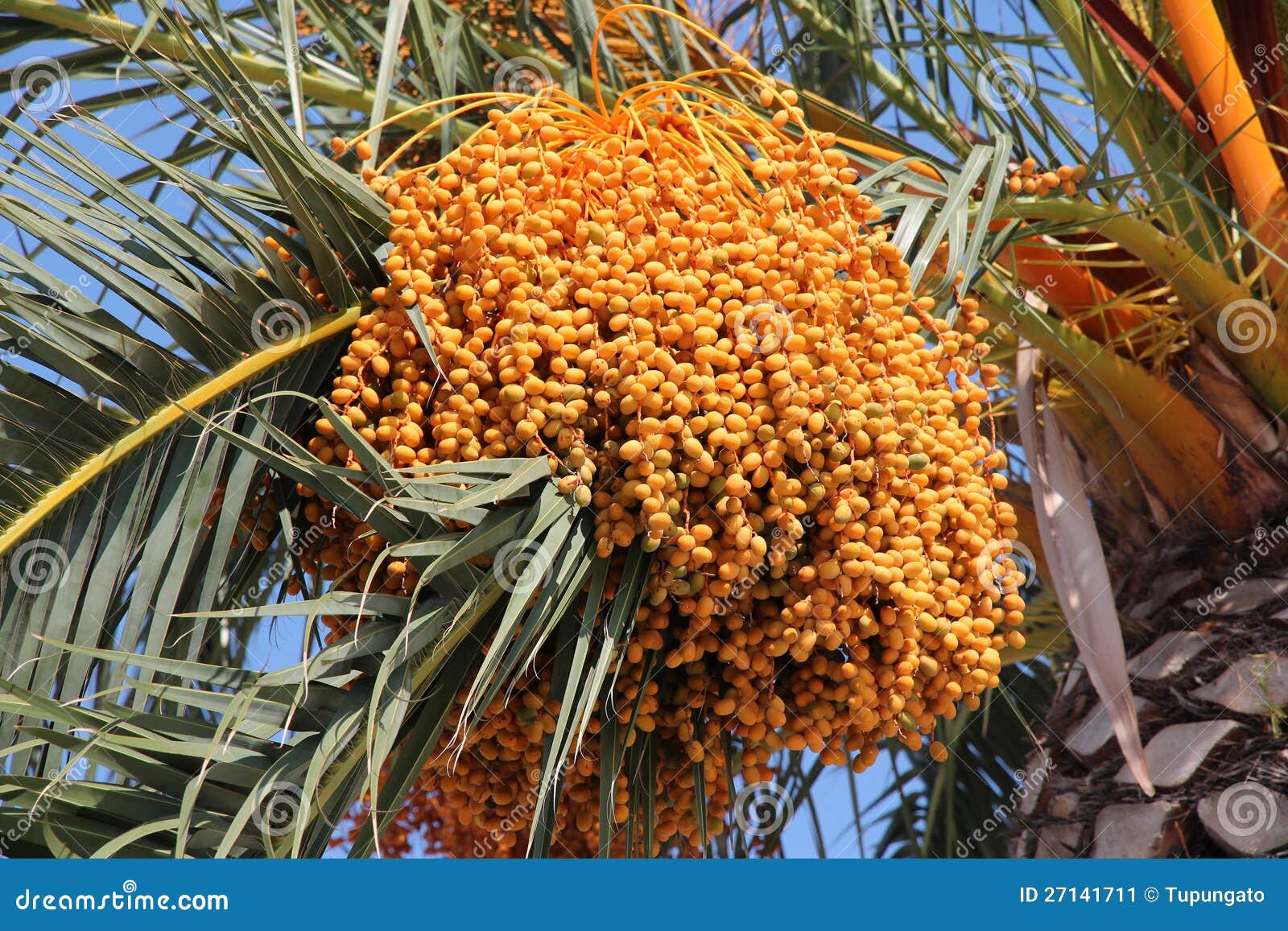 Date Palm (Phoenix Dactylifera) Stock Image - Image of tree, dates ...