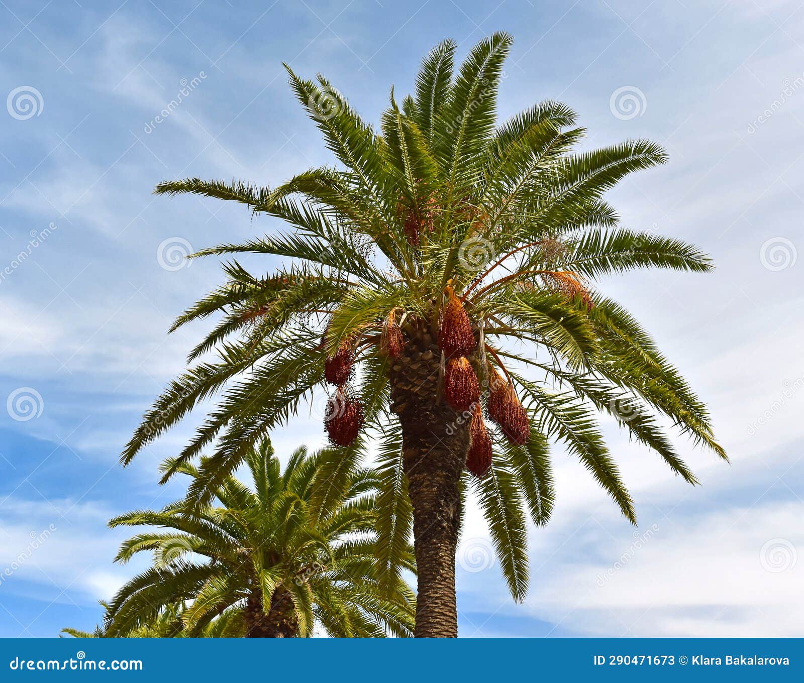 Date Palm, Phoenix Dactylifera with Fruit Stock Image - Image of nature ...