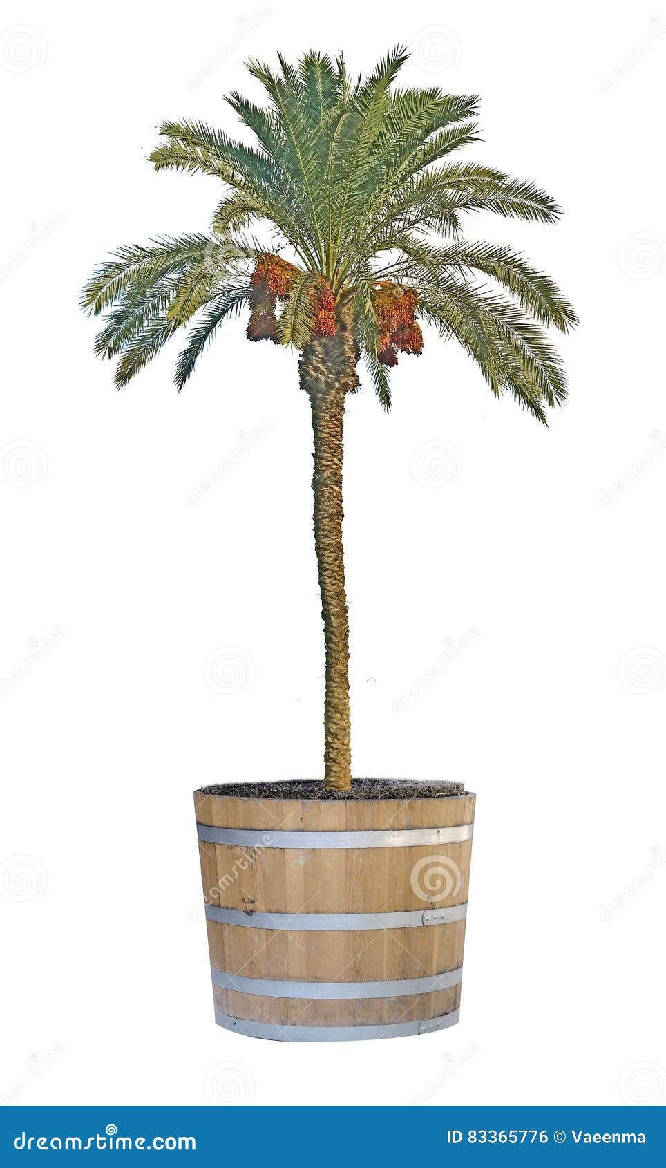 Date palm in pot stock photo. Image of fruit, trunk, botany - 83365776