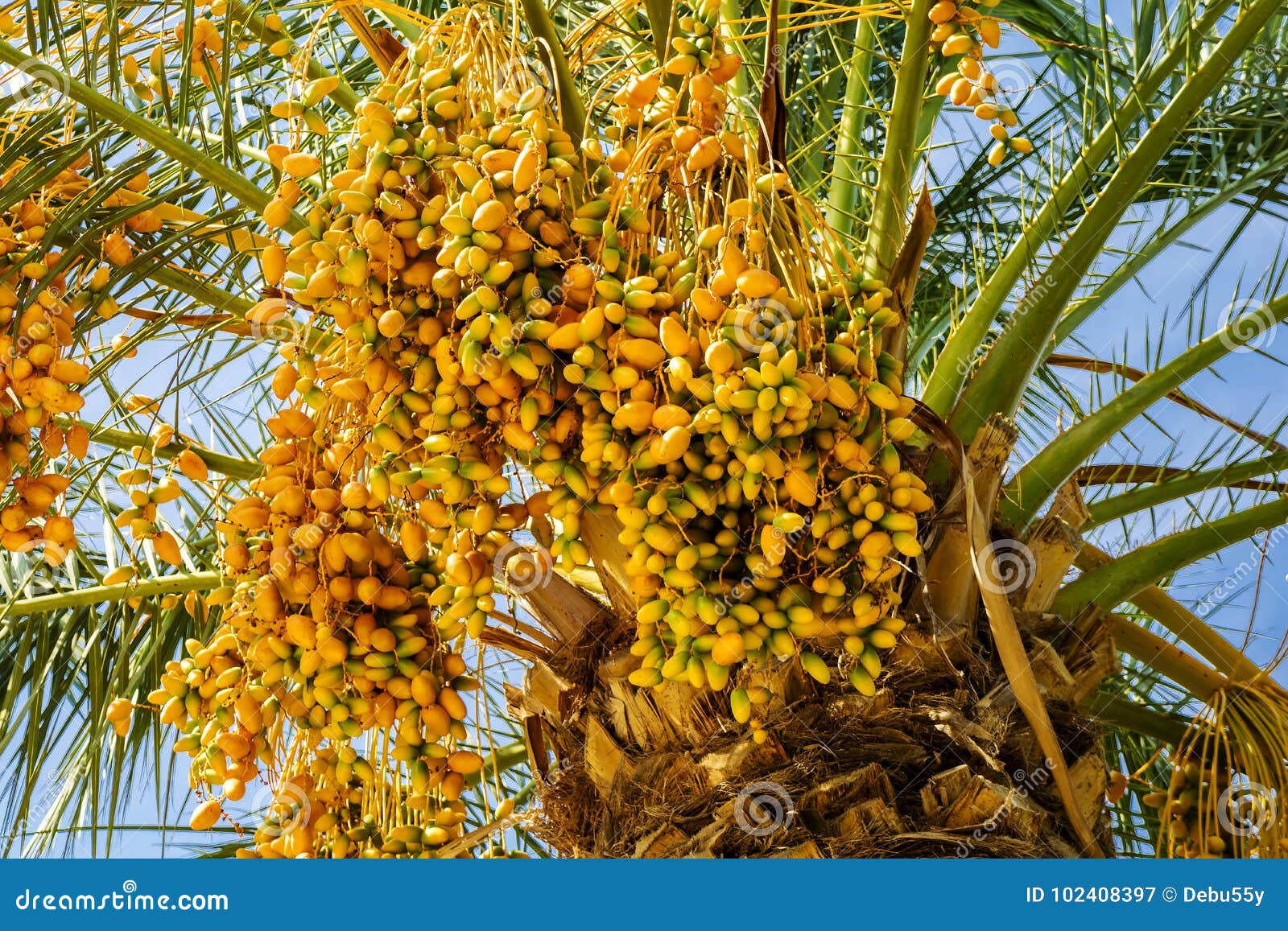 Ripe Dates Growing Palm Tree. Balcony View. Dubai, UAE. Royalty-Free ...
