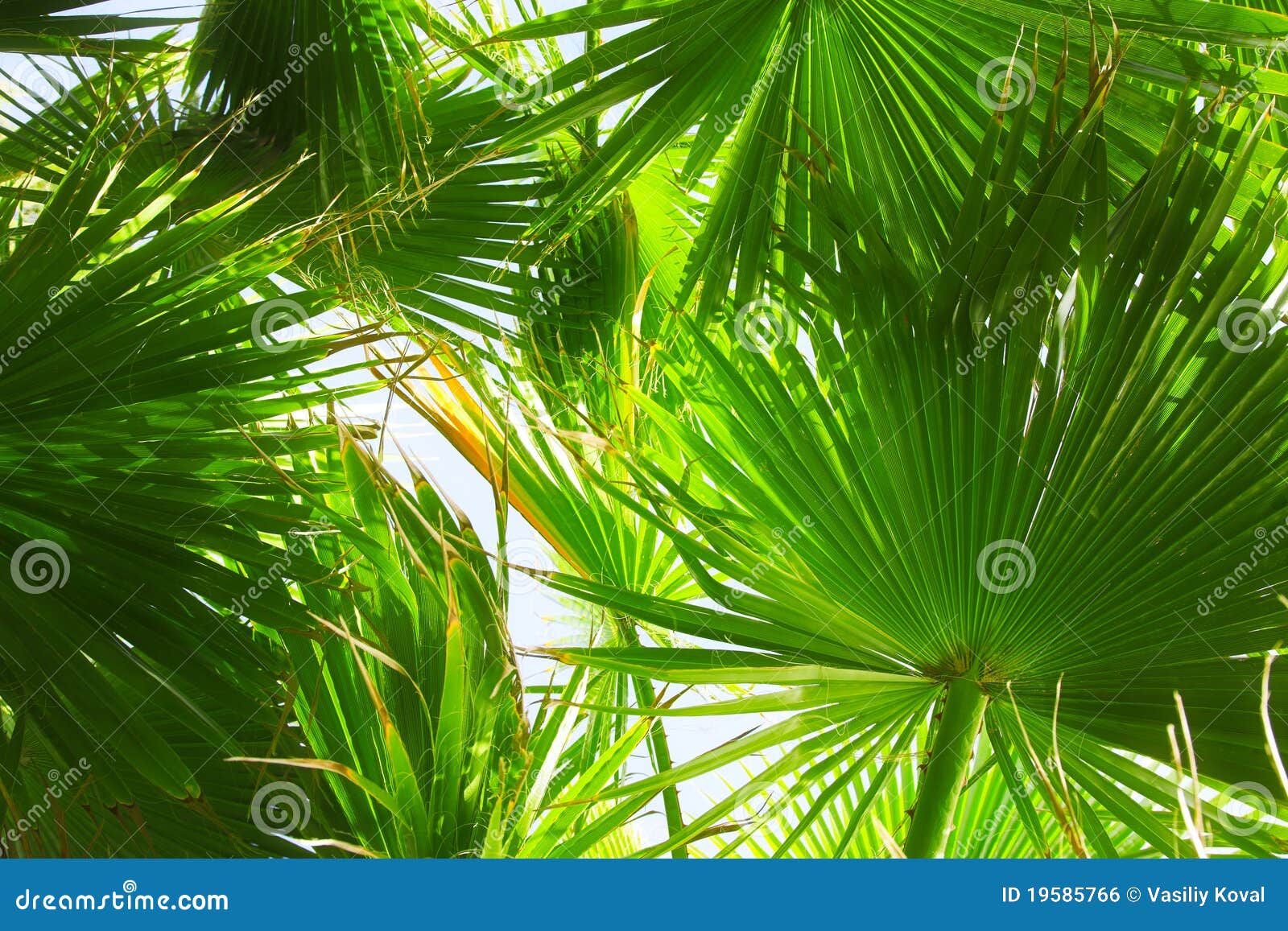 Date palm tree stock photo. Image of flora, blue, texture - 19585766