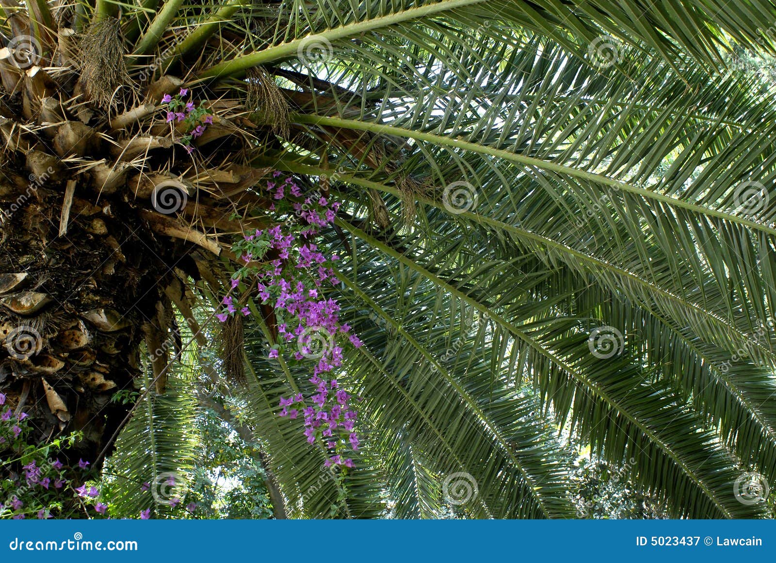 Date Palm Tree stock image. Image of phoenix, leaves, cluster - 5023437