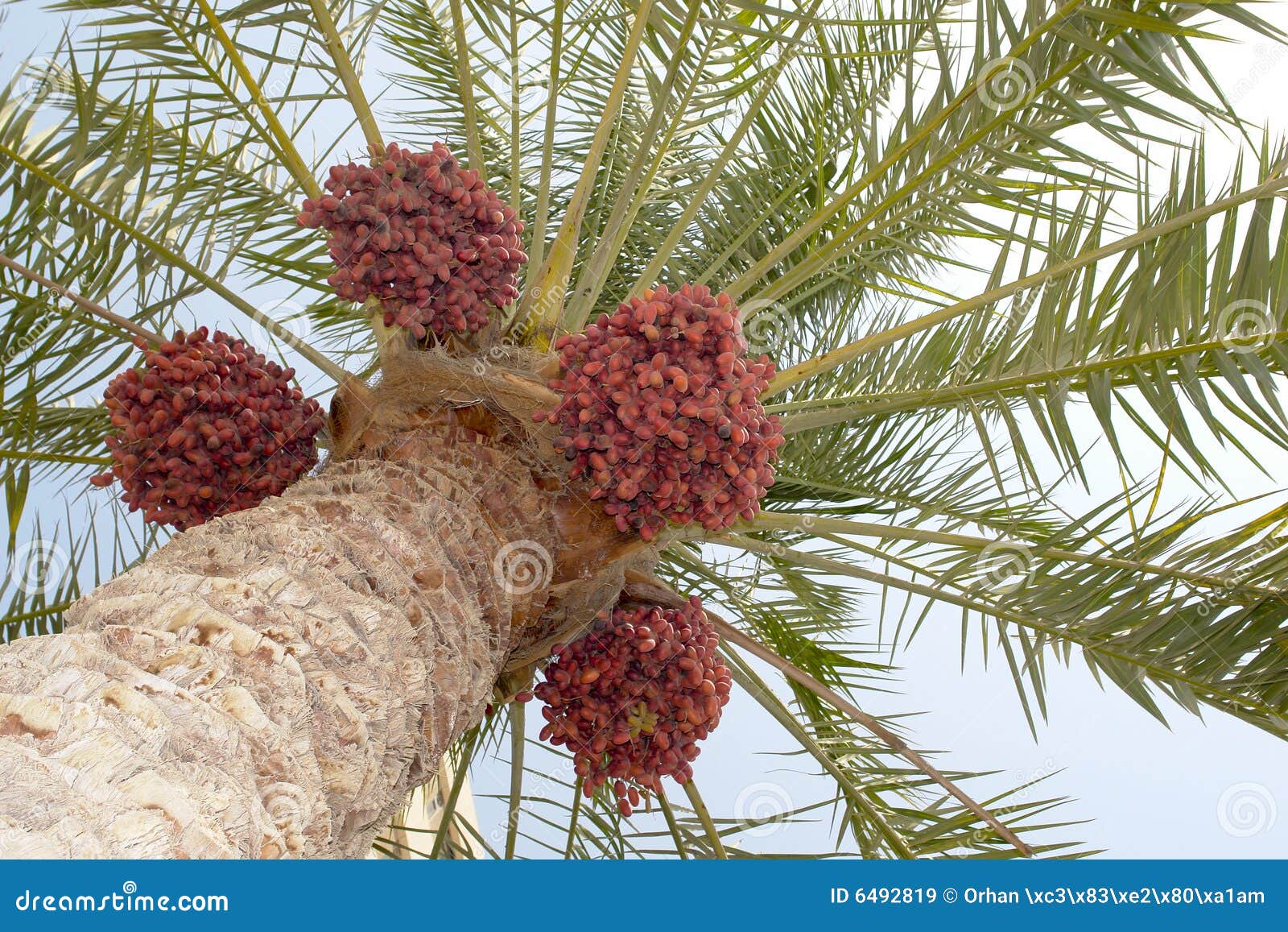 Date palm tree stock image. Image of date, dates, desert - 6492819