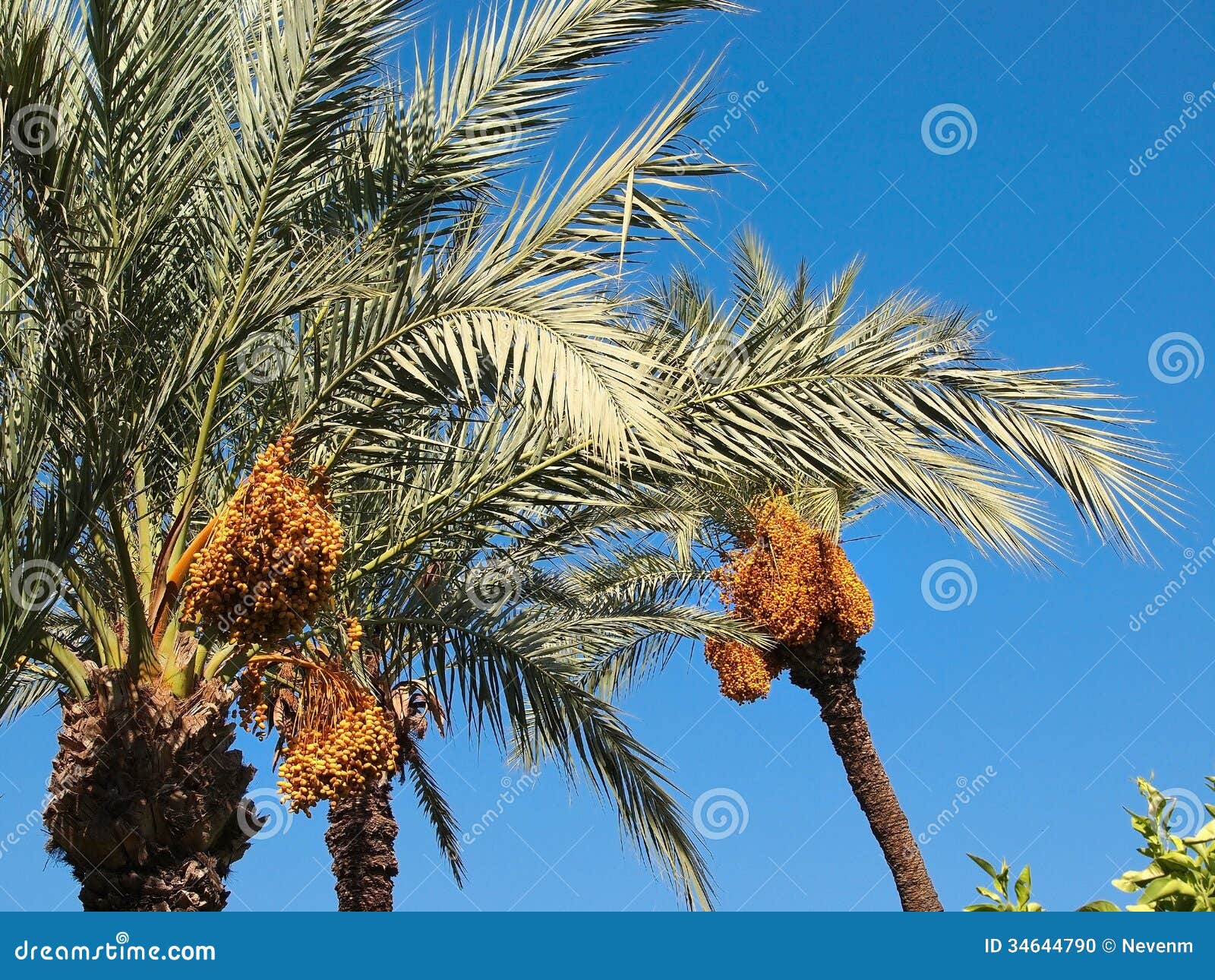 Date palm tree stock photo. Image of brown, healthy, food - 34644790