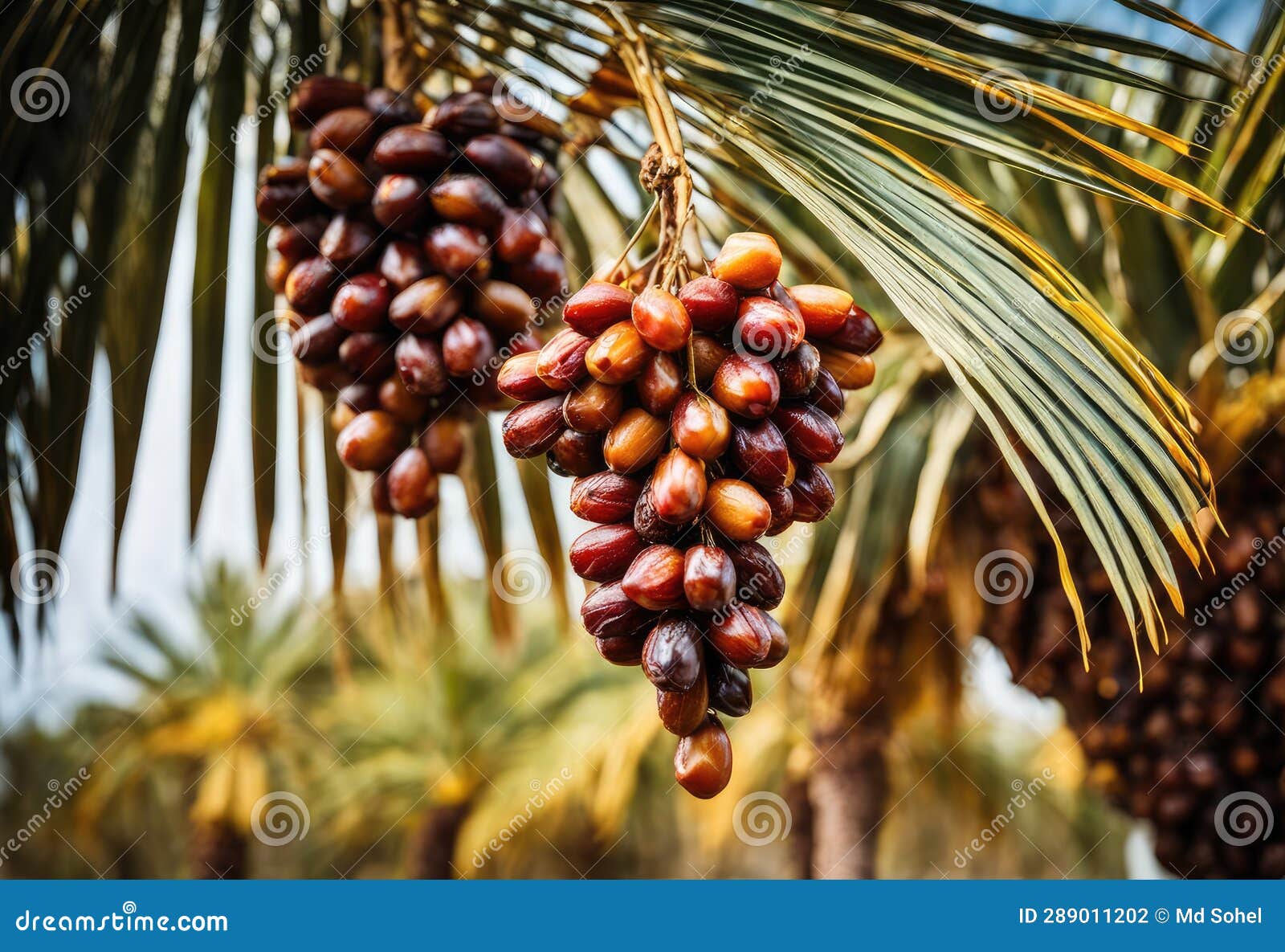A Date Palm Tree with Clusters of Ripe Dates Hanging from it Stock ...