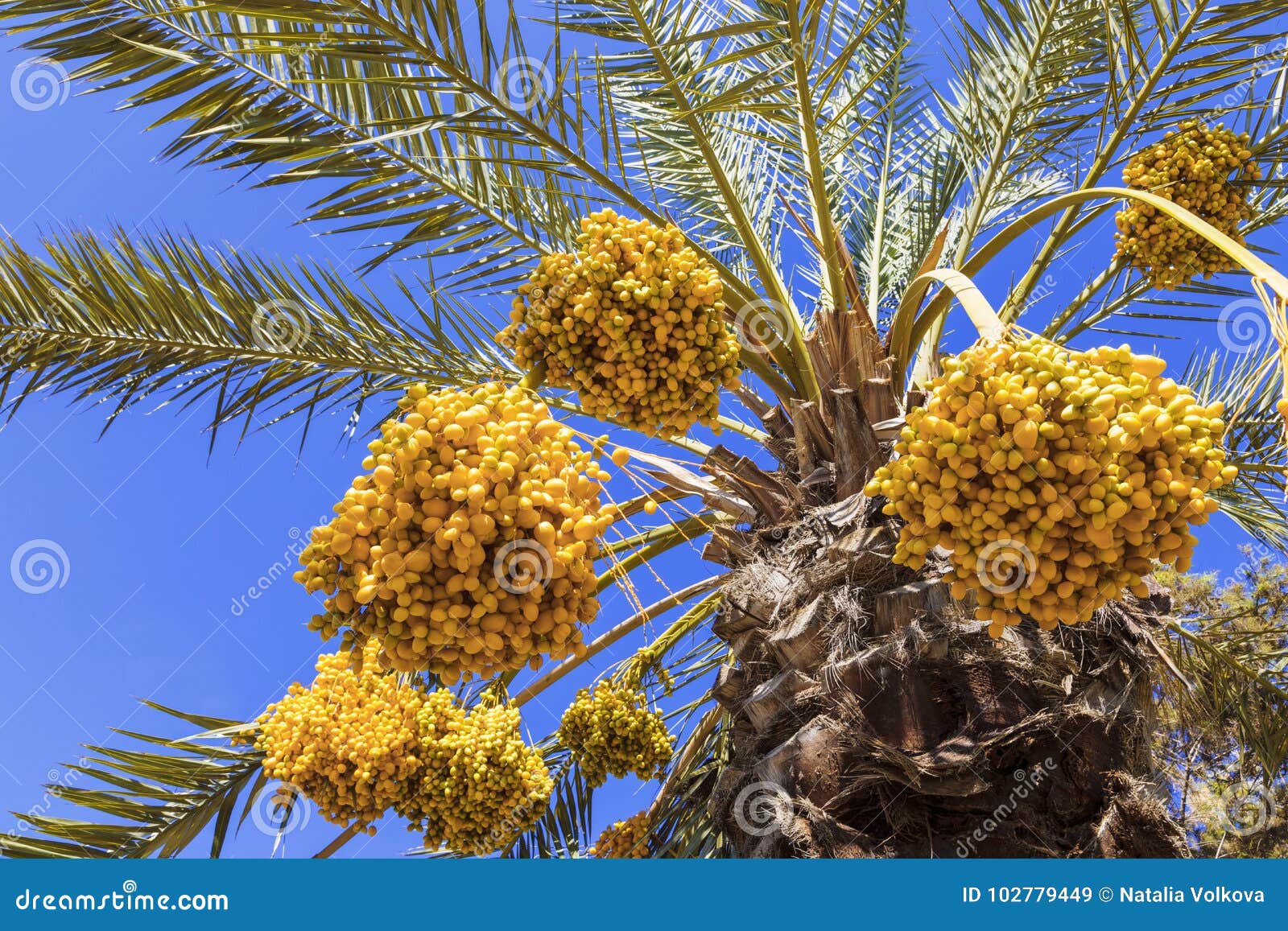 Date palm tree with dates stock image. Image of exotic - 102779449