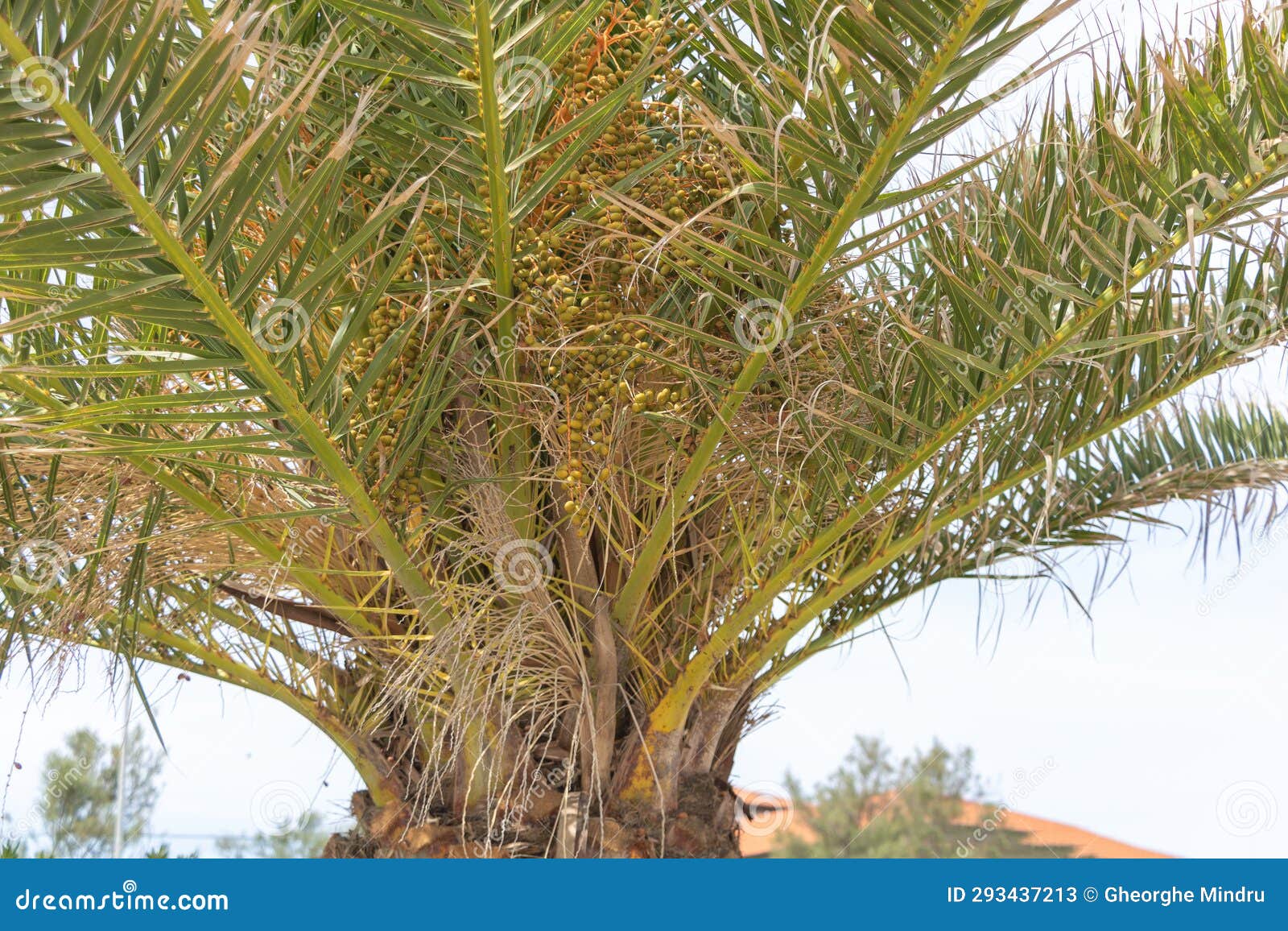 Date Palm Tree in the Garden, Closeup of a Date Palm Stock Image ...