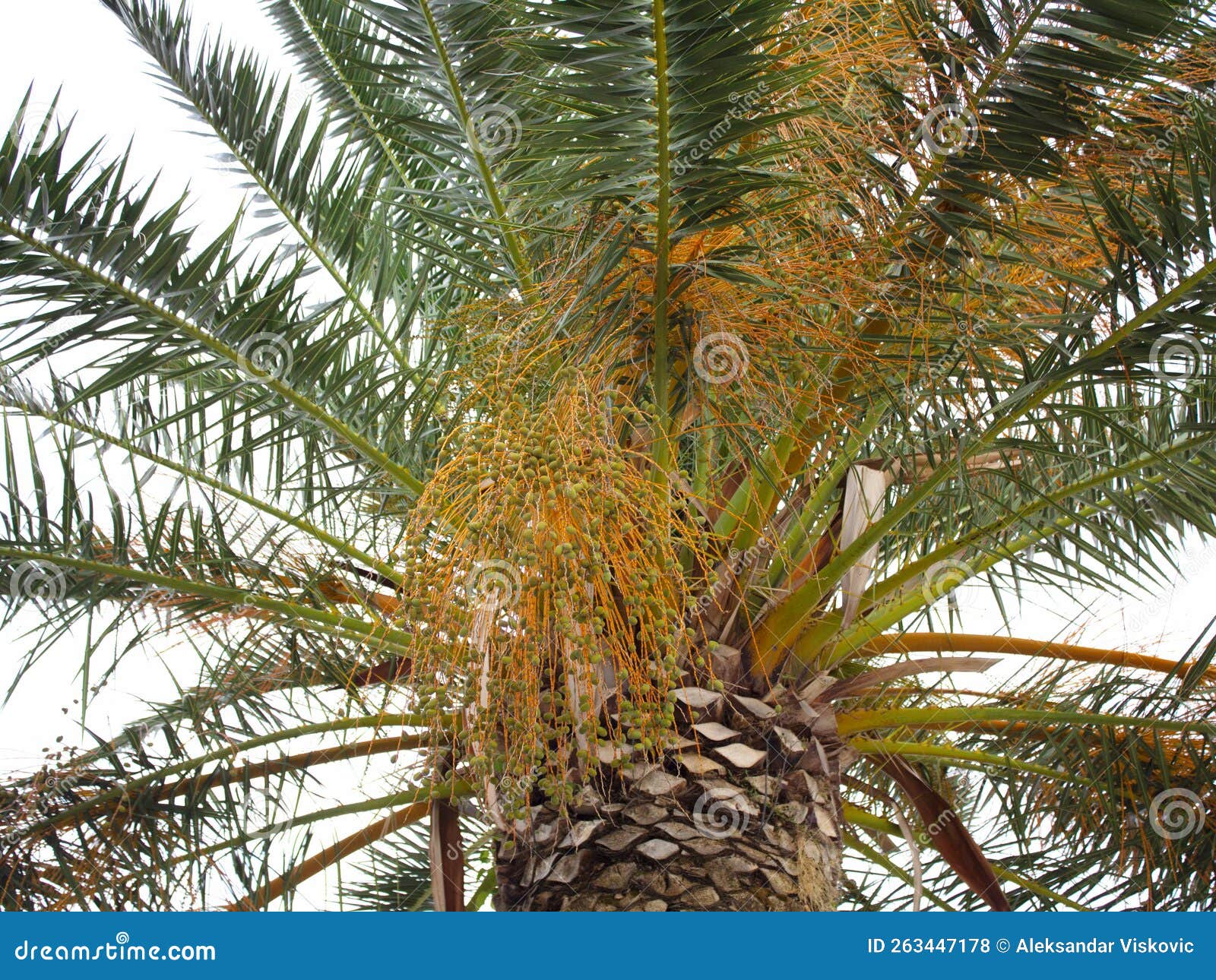 Date palm tree, harvest stock photo. Image of summer - 263447178