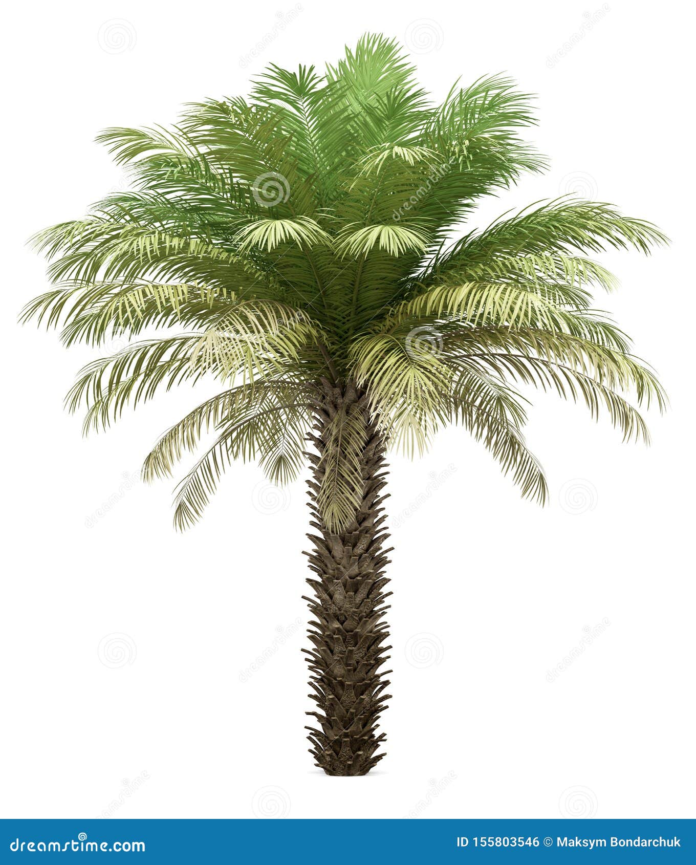 Date Palm Tree Isolated On White. Top View Royalty-Free Stock ...
