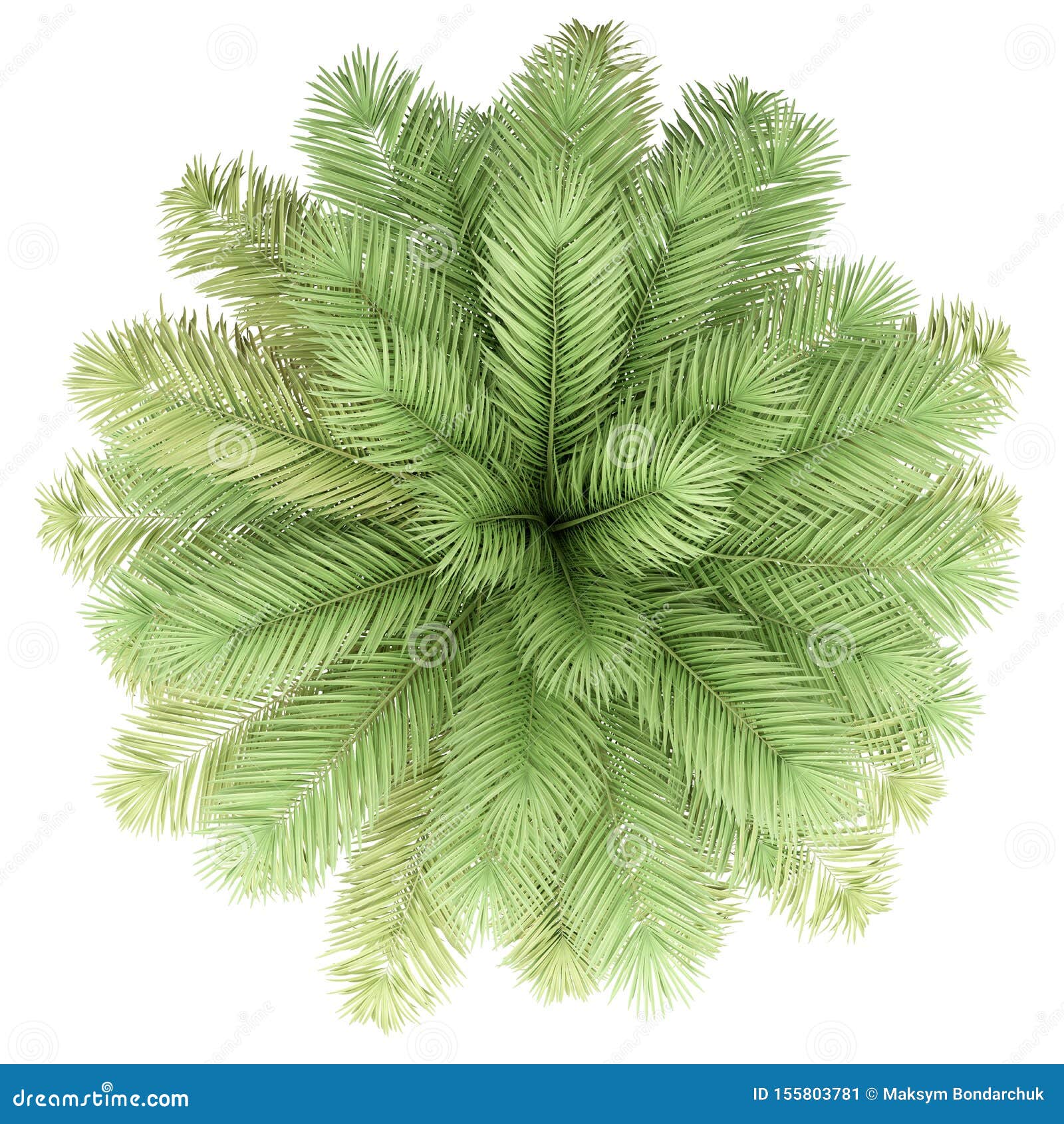 Date Palm Tree Isolated on White. Top View Stock Illustration ...