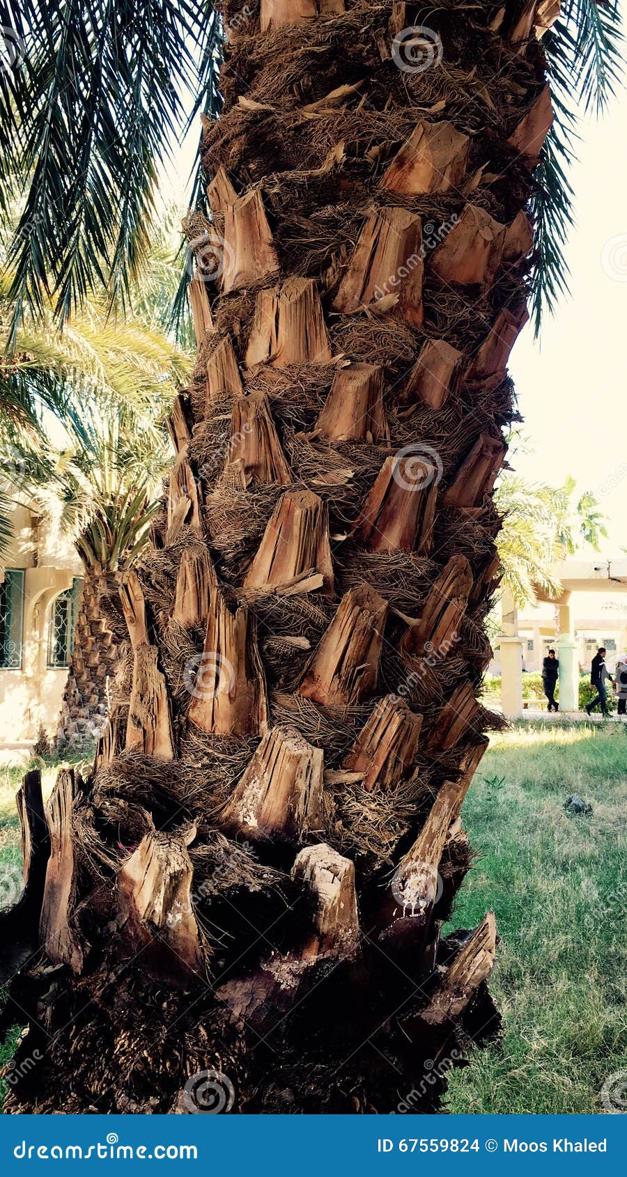 A date palm tree stock photo. Image of nature, date, tree - 67559824