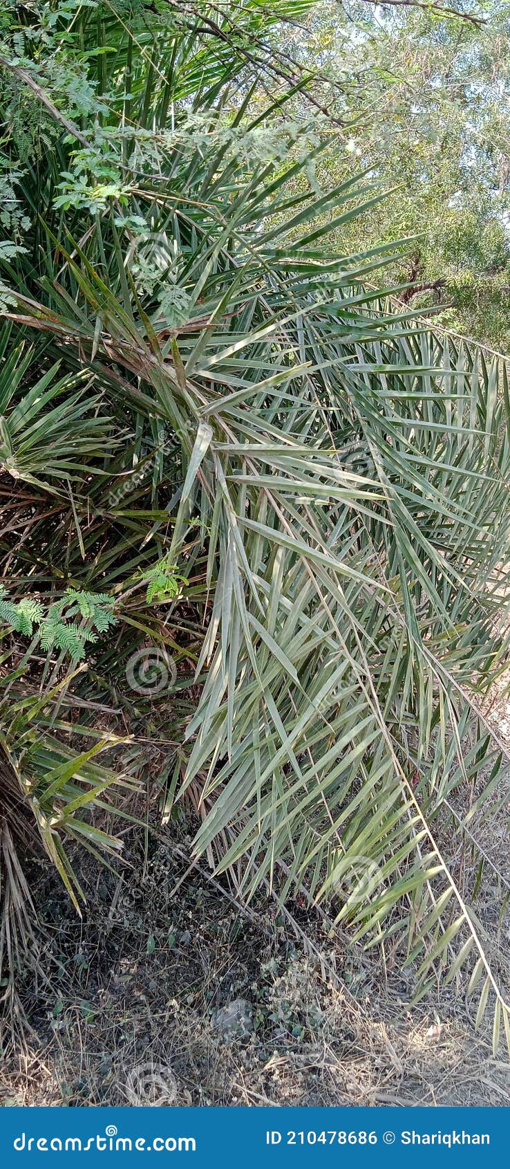 Indian Date Palm Tree and Leaves in the Forest Stock Photo - Image of ...