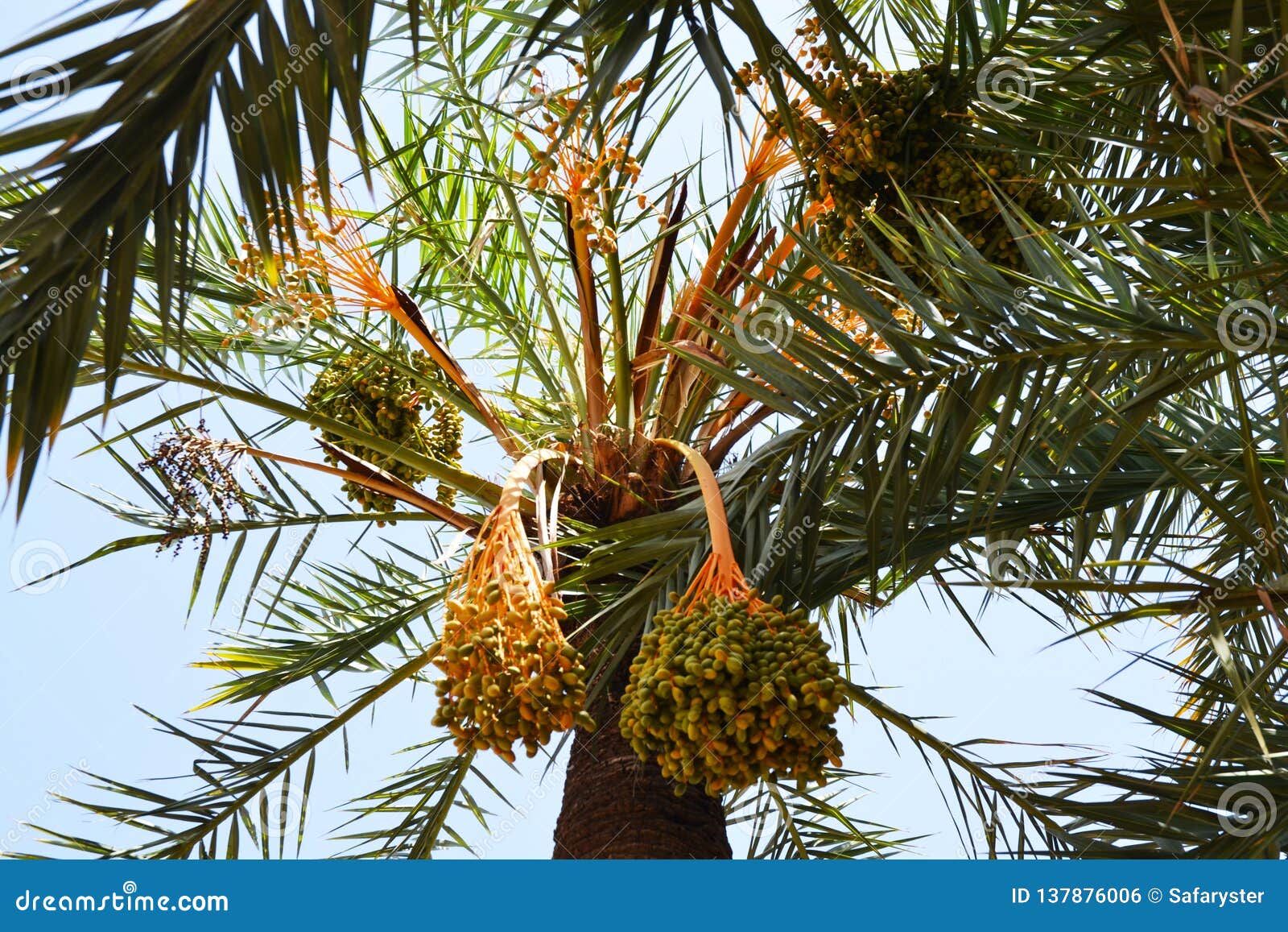 Date Palm Tree in One of the Orchards of Marrakesh Stock Photo - Image ...