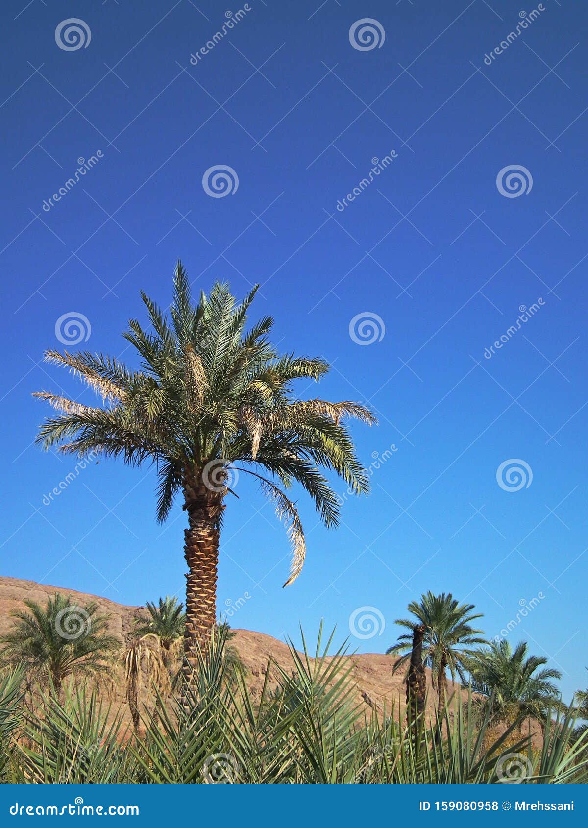 Date Palm Tree in Portrait Frame Stock Photo - Image of located, desert ...