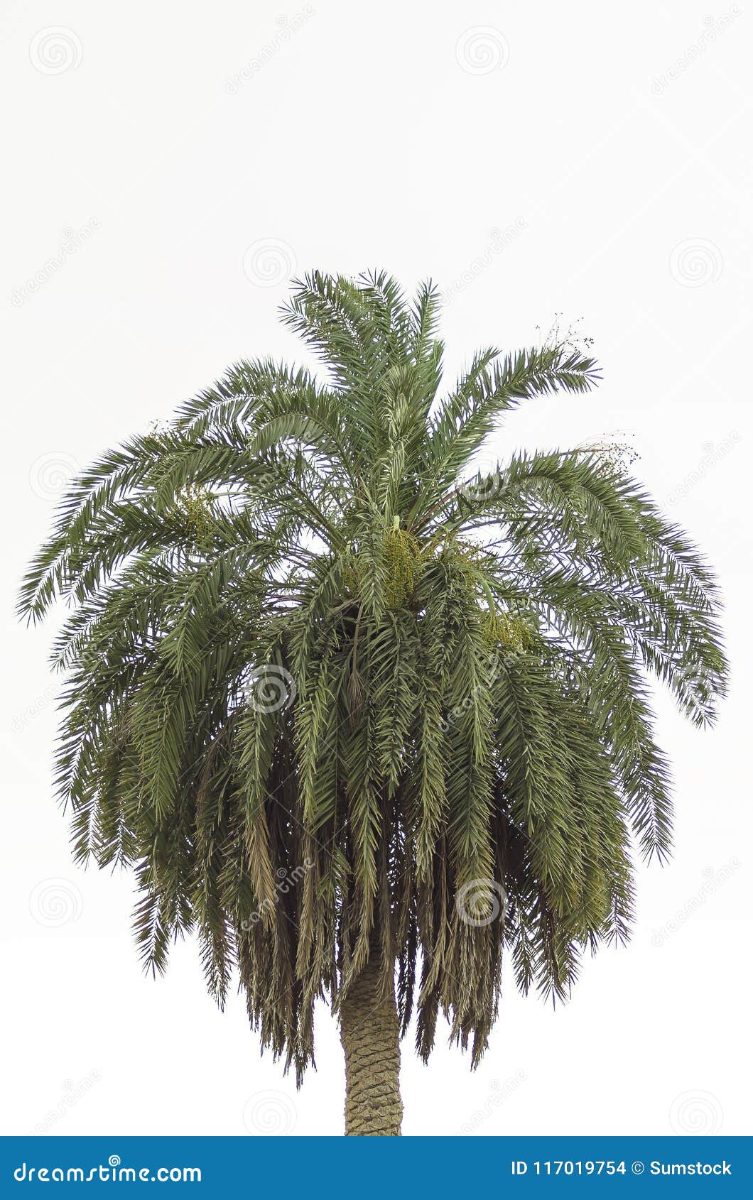 Date Palm Tree with Raw Dates Stock Photo - Image of plant, bunch ...