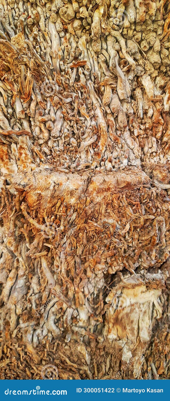 Date Palm Tree Root Pattern Stock Photo - Image of date, leaf: 300051422