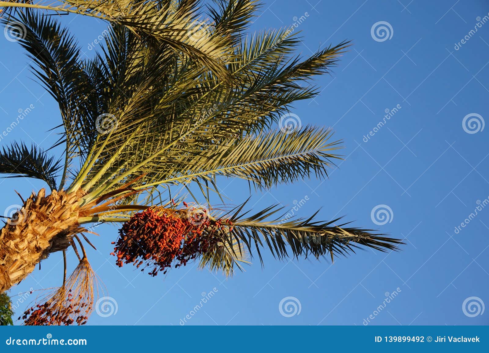 Date palm tree texture stock photo. Image of exotic - 139899492