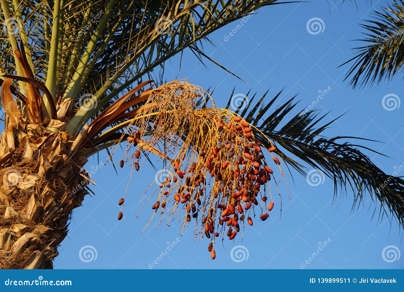 Date palm tree texture stock image. Image of retro, holiday - 139899511