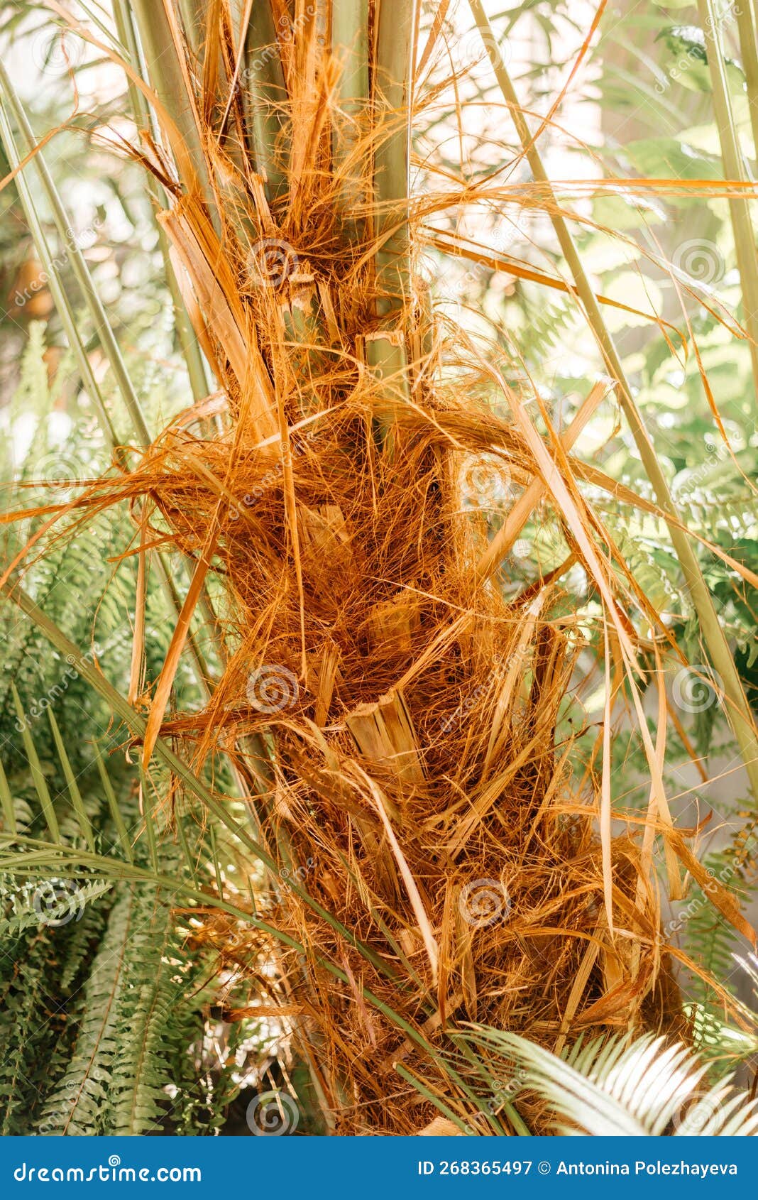 Date Palm Tree Trunk. Date Palm Stock Image - Image of isolated, soil ...