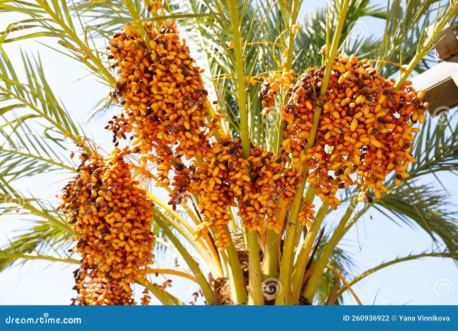 Date Palm Tree with Unripe Dates Stock Photo - Image of tree, summer ...