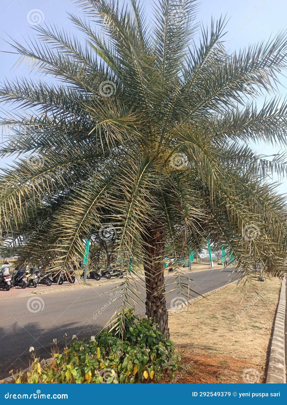 Date Palm Trees in Cibitung Indonesia Stock Image - Image of ...