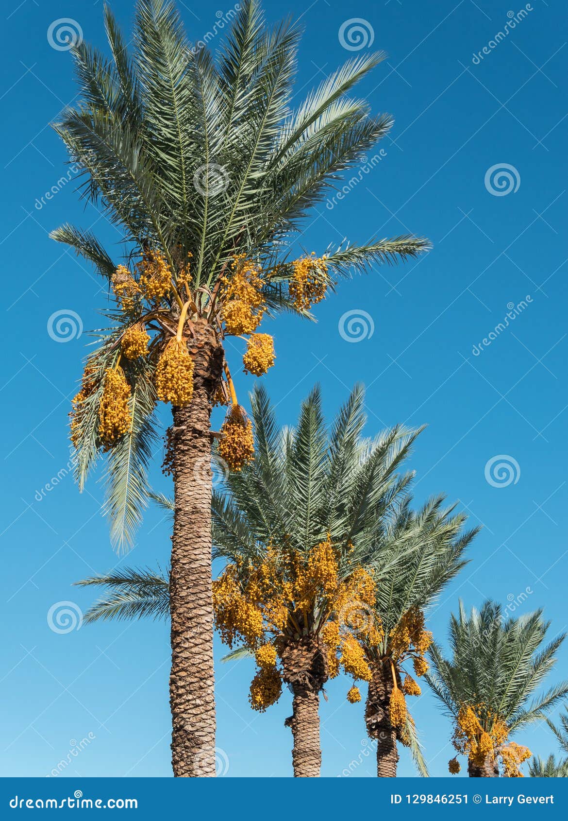 Date Palm Trees stock image. Image of dates, frond, nature - 129846251