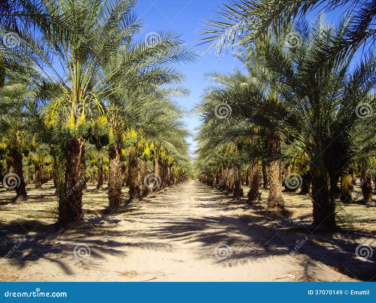 Date Palm Trees stock image. Image of palm, trunks, green - 37070149