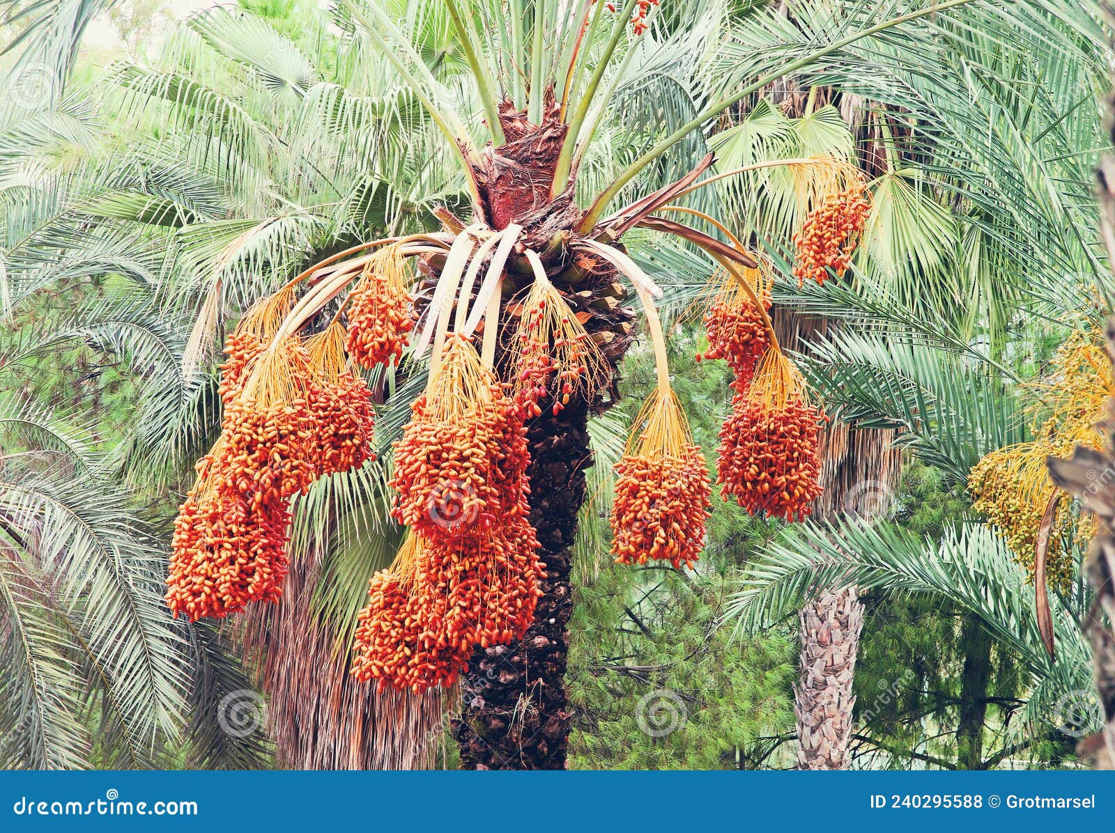 Date Palm Trees in a Park in Turkey Stock Photo - Image of fresh ...