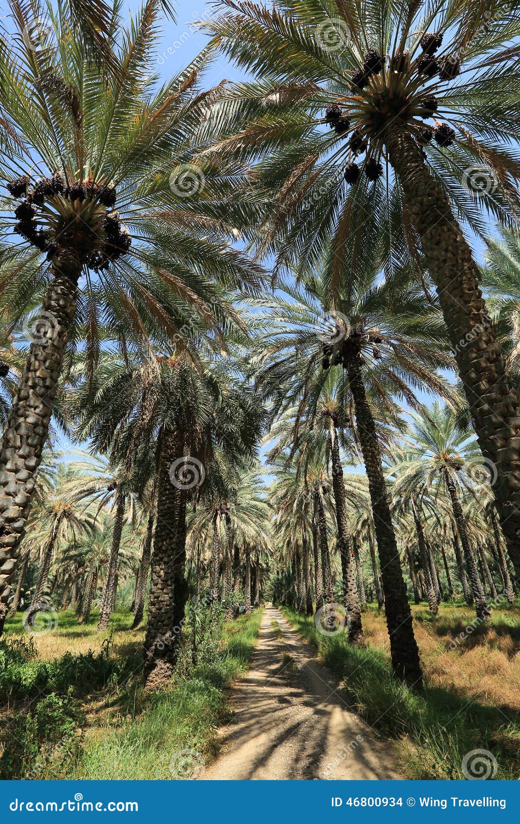 Date palm trees stock photo. Image of tree, blue, plantation - 46800934