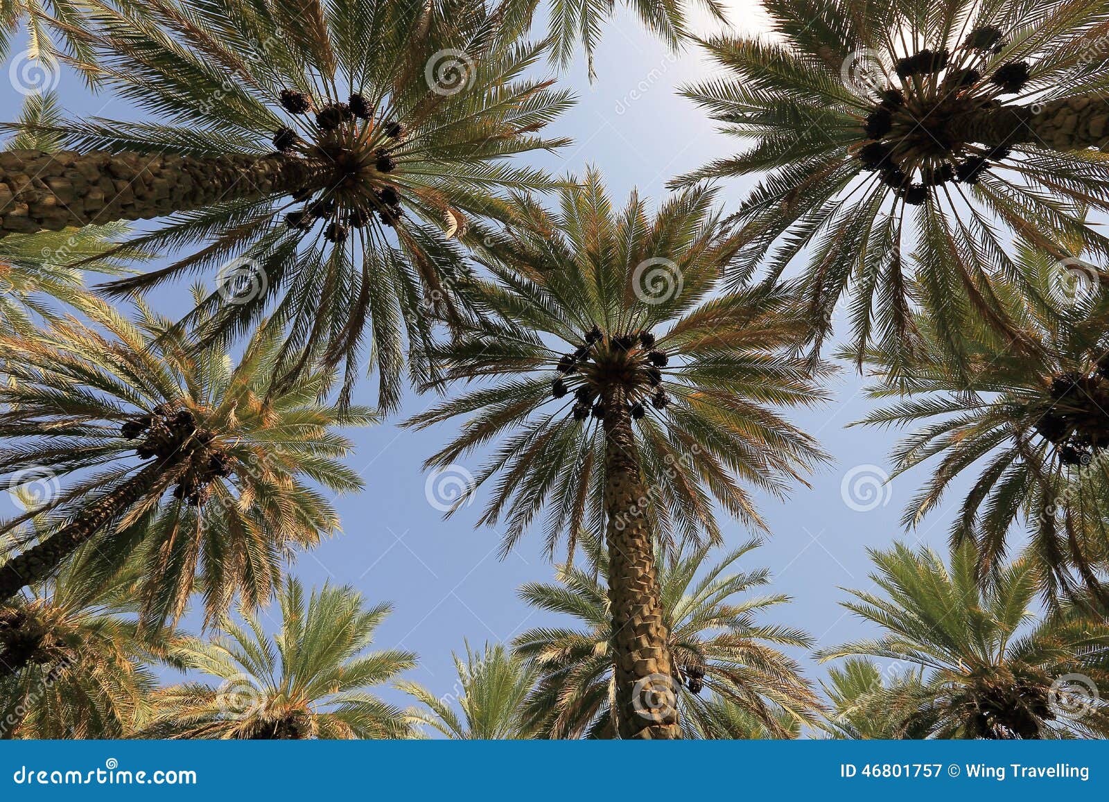Date palm trees stock image. Image of sunny, forest, green - 46801757
