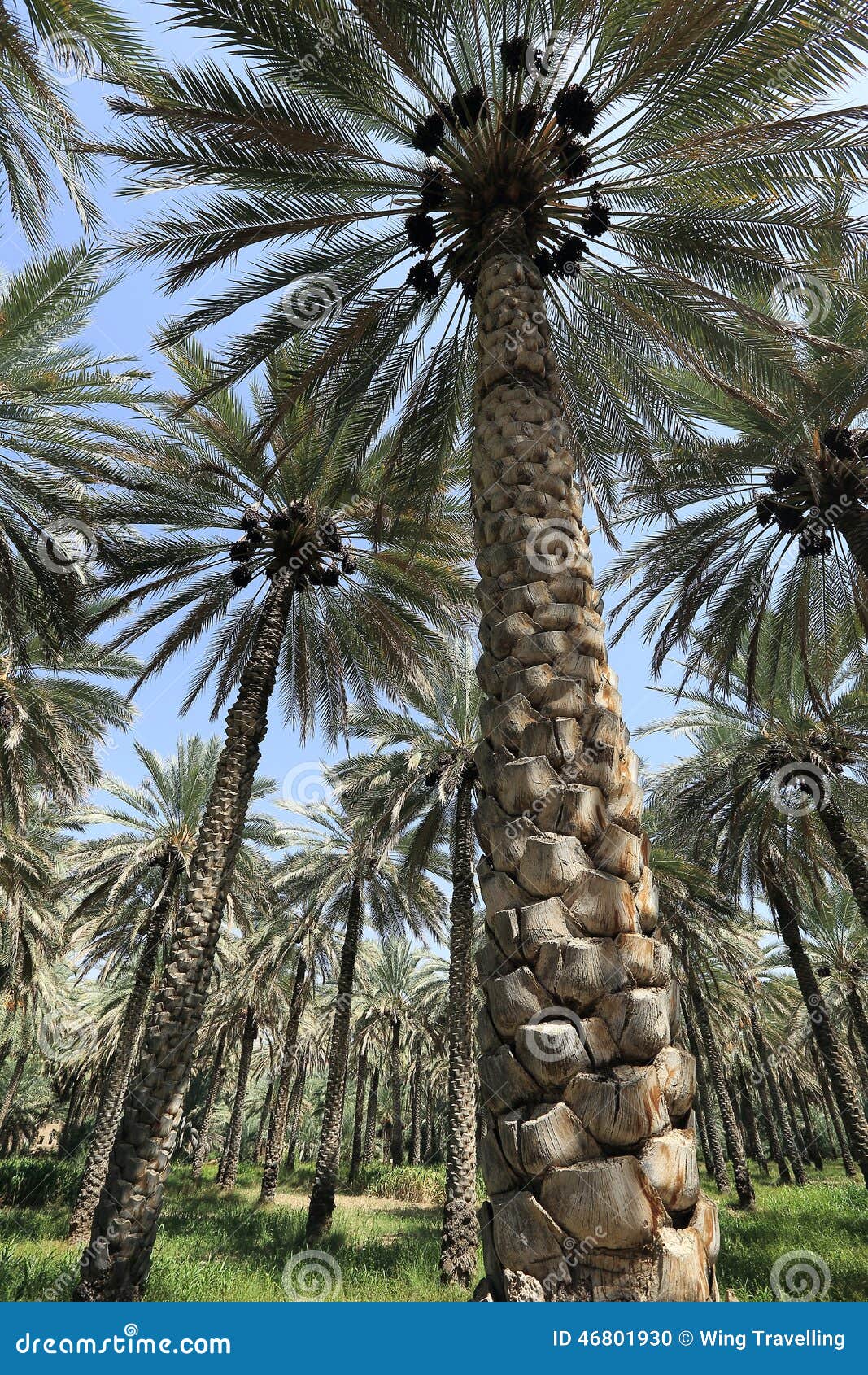 Date palm trees stock photo. Image of tropical, crops - 46801930