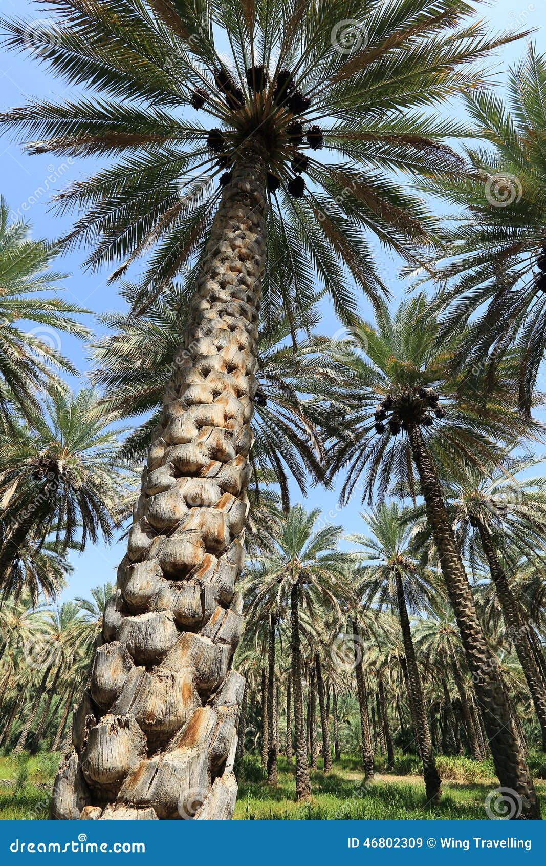 Date palm trees stock image. Image of agriculture, forest - 46802309