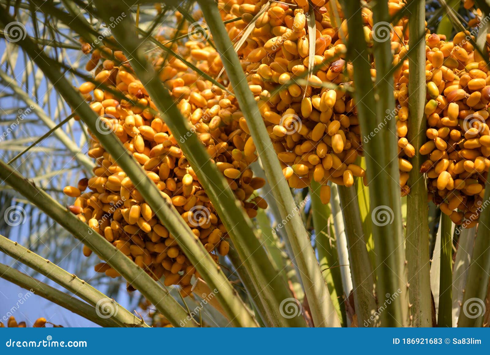 Date palm stock image. Image of produce, oman, branch - 186921683