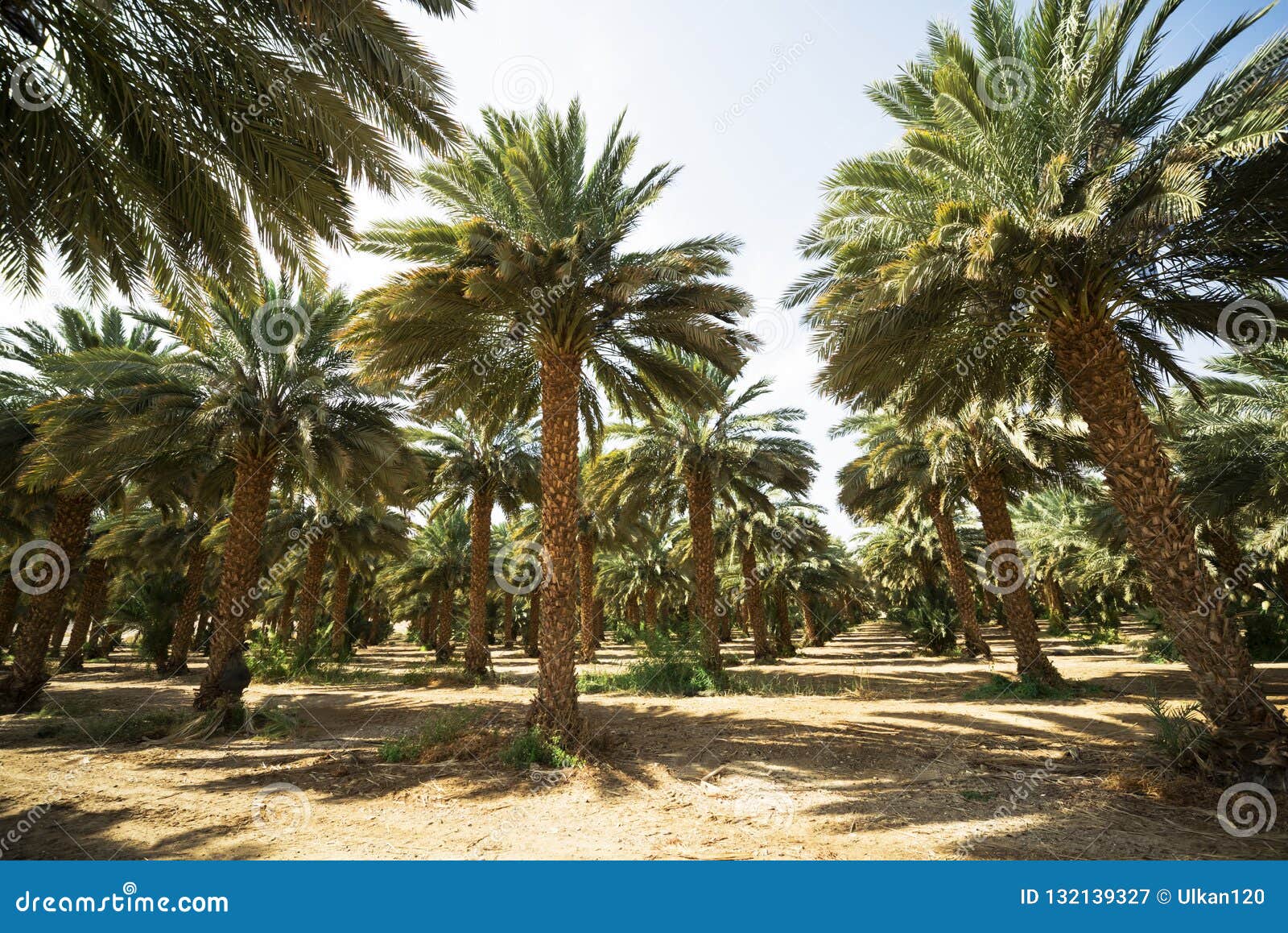 Date Palms in an African Oasis Stock Image - Image of travel ...