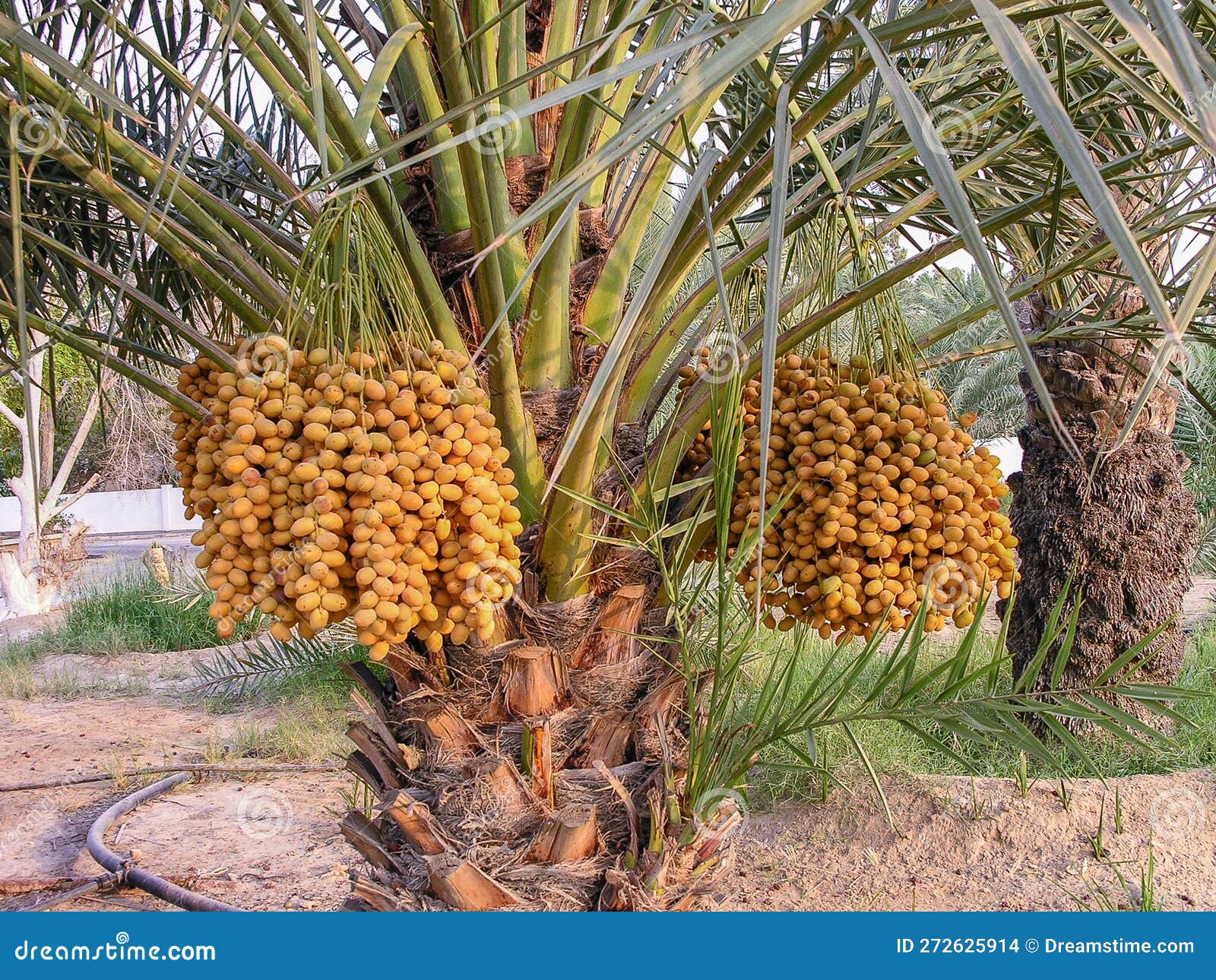Date palms with dates stock photo. Image of brown, dactylifera - 272625914