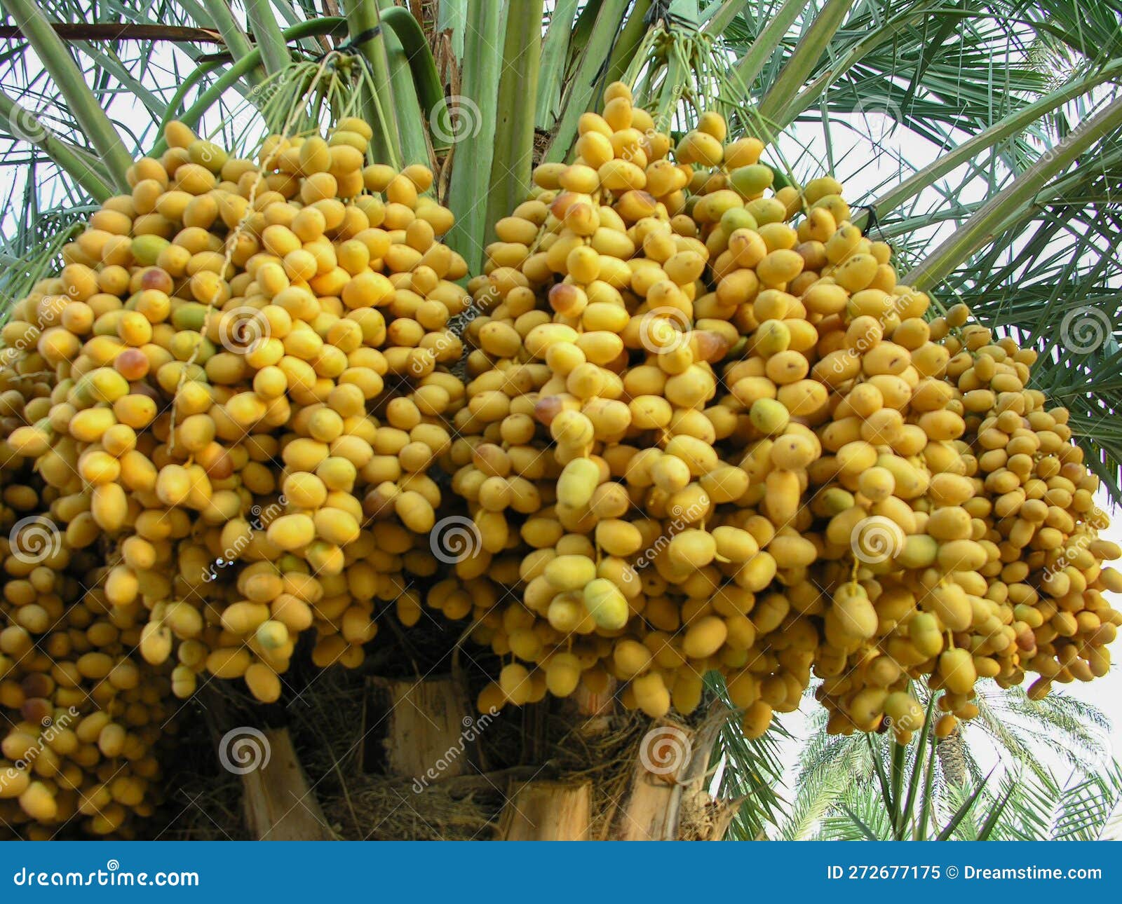 Date palms with dates stock image. Image of farming - 272677175