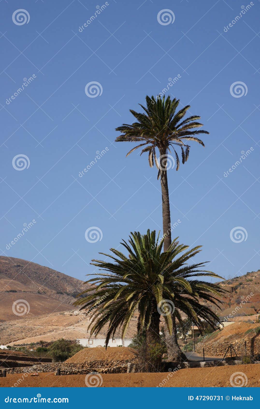 Date palms stock image. Image of rock, palm, stone, mounts - 47290731