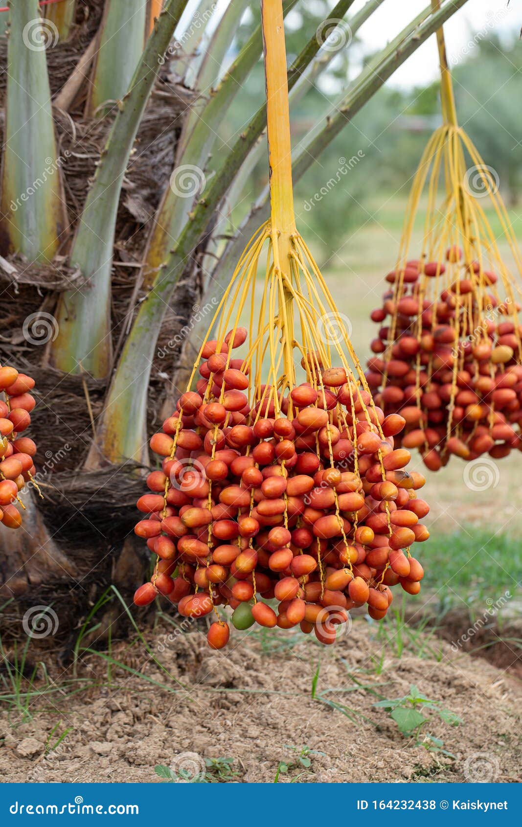 Date Palms Fruits on a Date Palms Tree. Grown in the North of Thailand ...