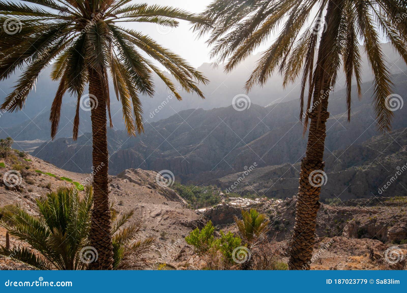 Date Palms on the Mountain of Wakan, Oman Stock Image - Image of ...