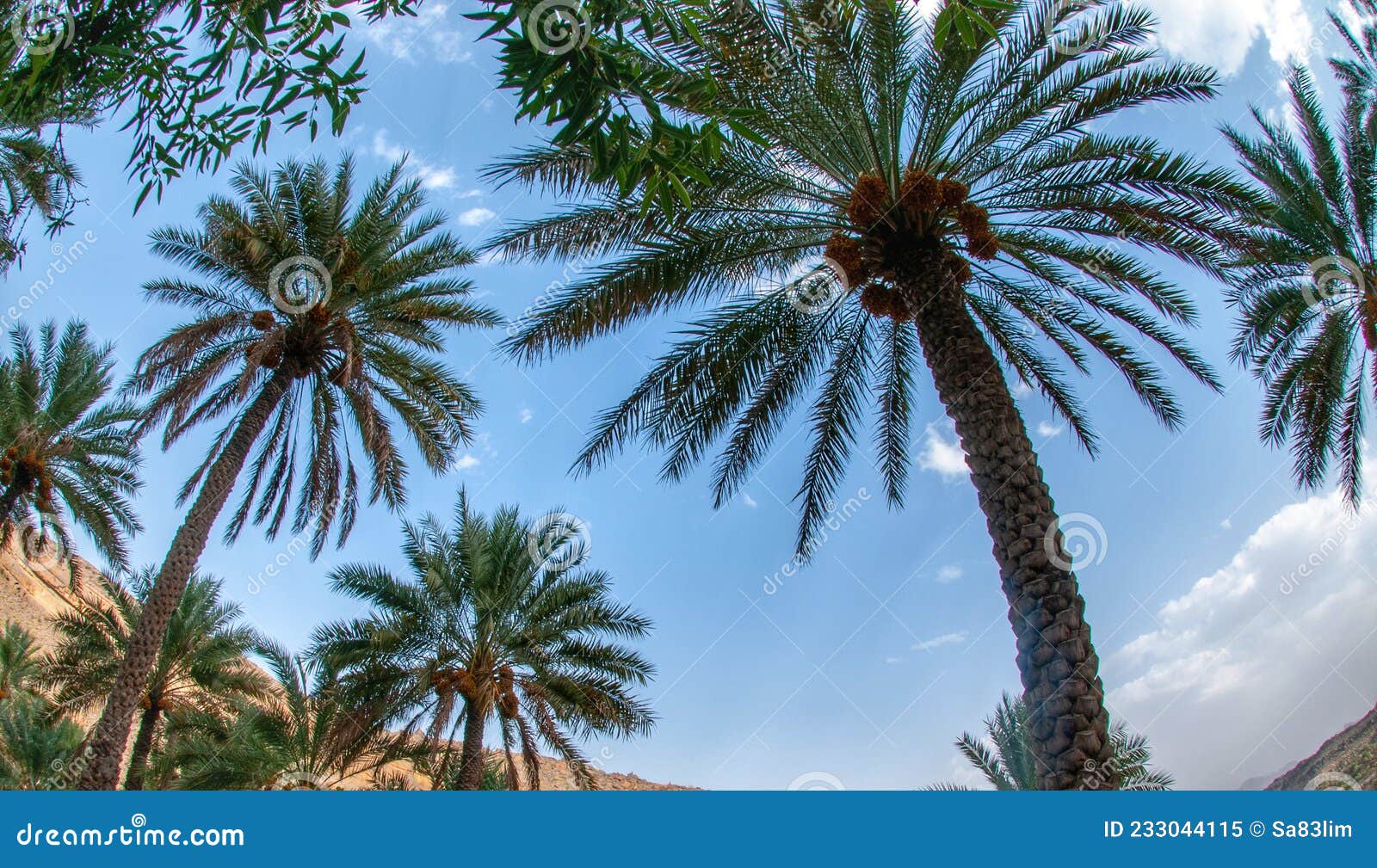 Date palms Saudi Arabia stock image. Image of saudi - 233044115
