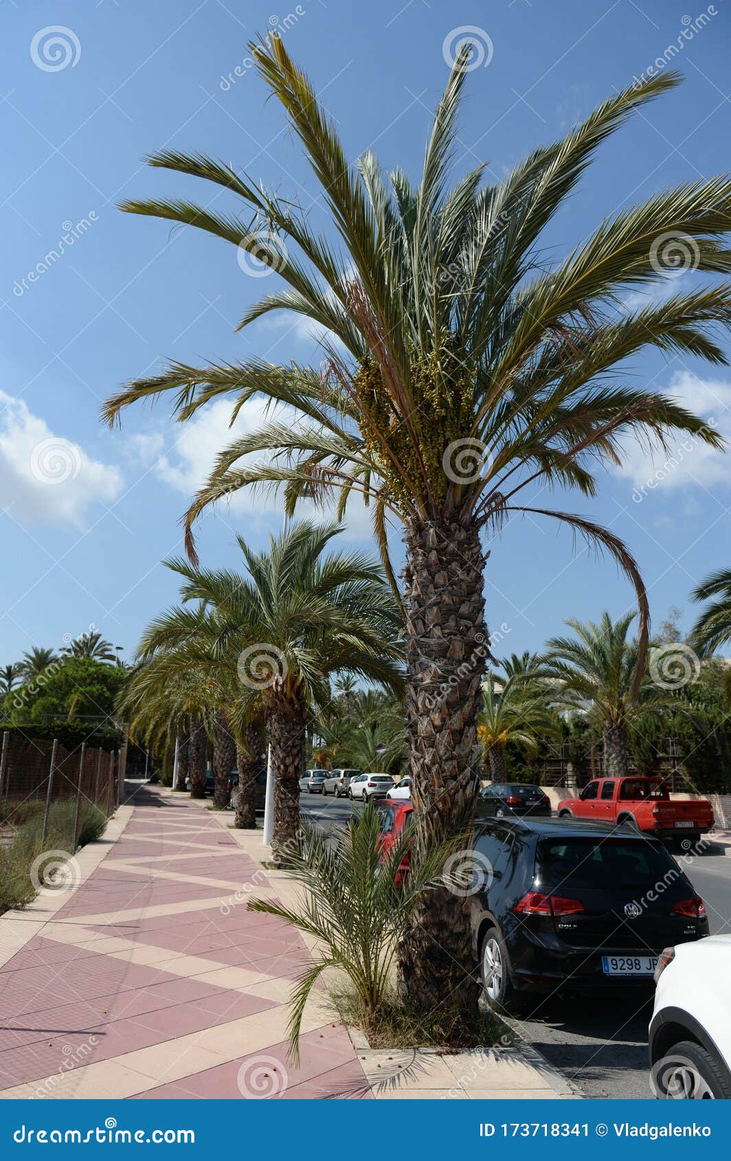 Date Palms in the Spanish City of Elche Editorial Photo - Image of city ...