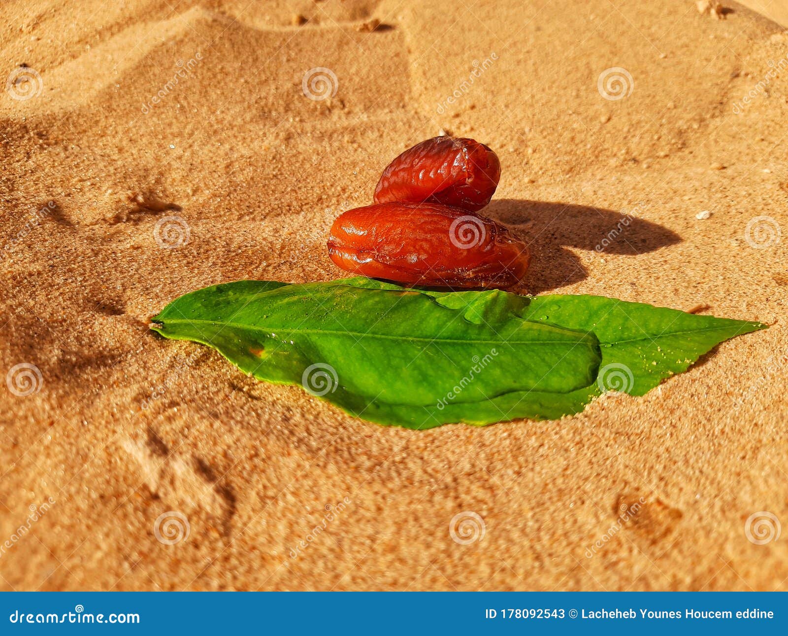 Date Palms Tree Fruits in Sand Dunes Stock Image - Image of dunes, sand ...