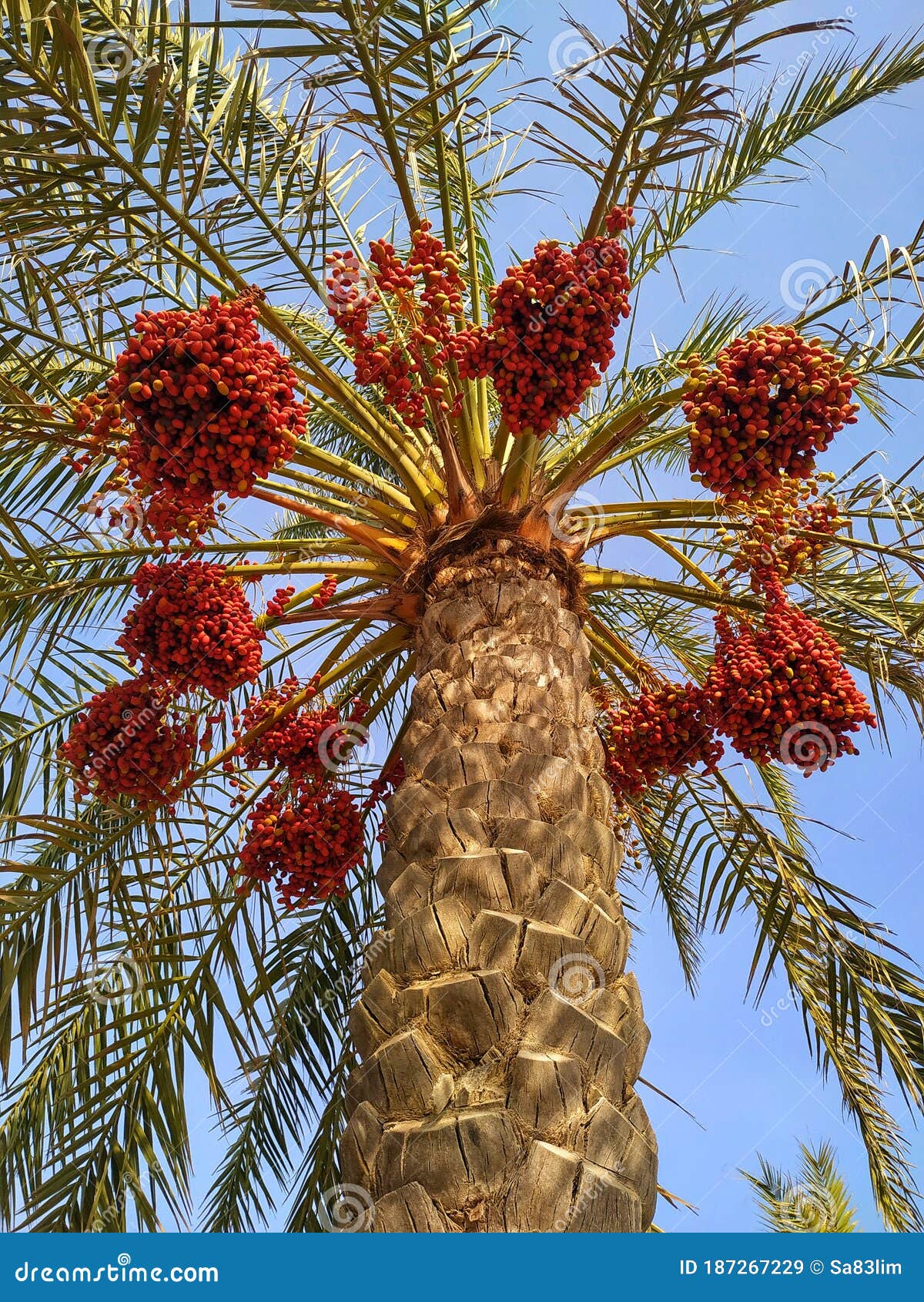 Date palms with red dates stock image. Image of oman - 187267229