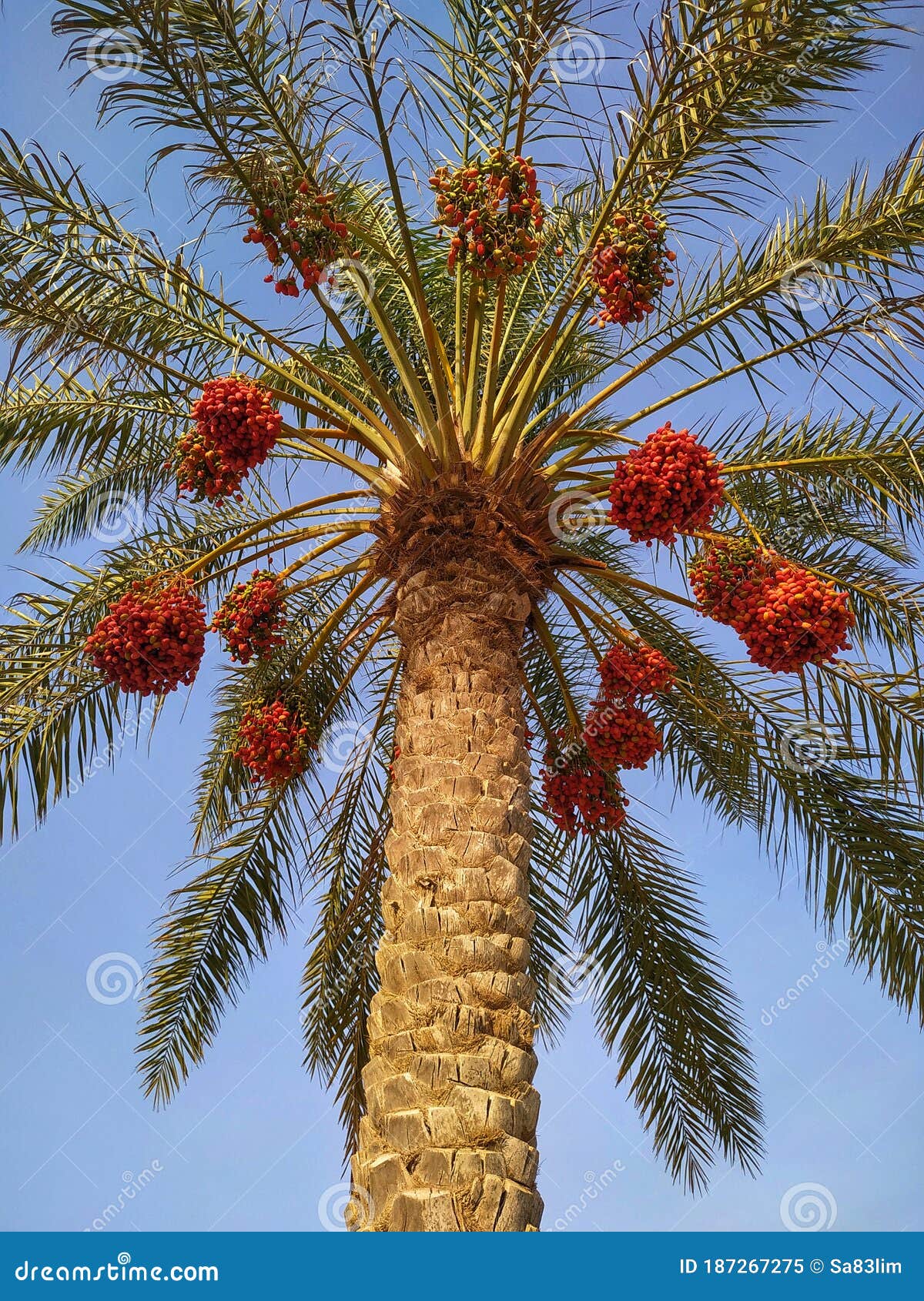 Date palms with red dates stock image. Image of trees - 187267275