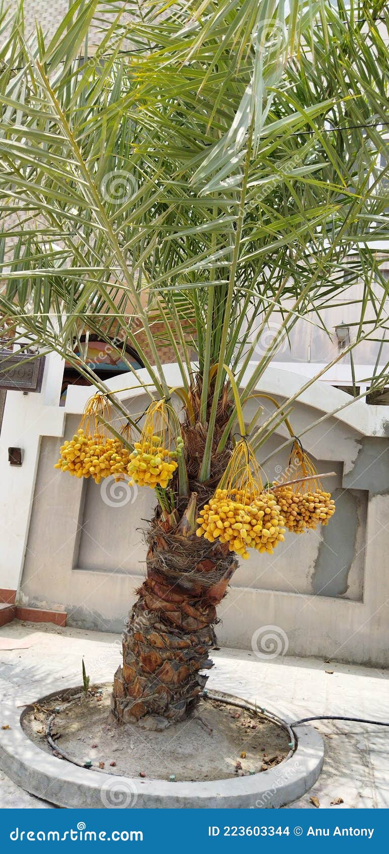 Date parm tree stock photo. Image of leaf, houseplant - 223603344