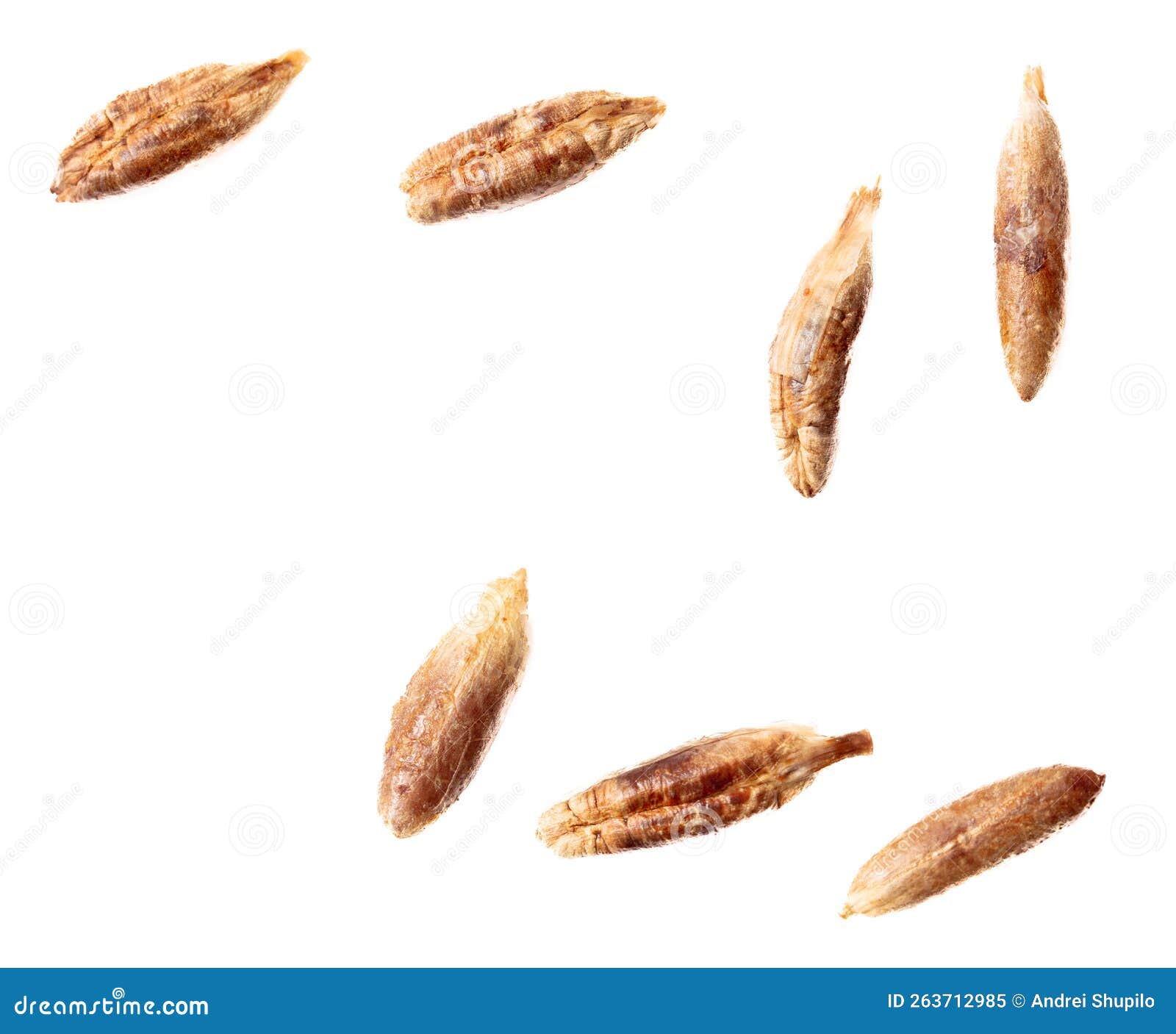 Date Pits Isolated on White Background. Stock Image - Image of group ...
