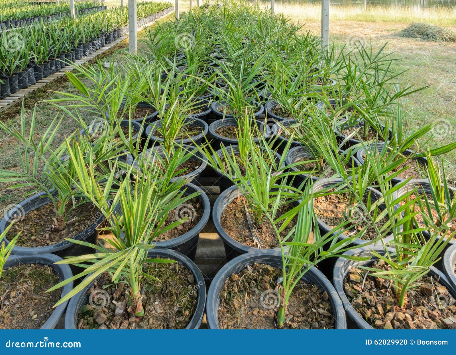 Date plant in nursery stock photo. Image of dactylifera - 62029920