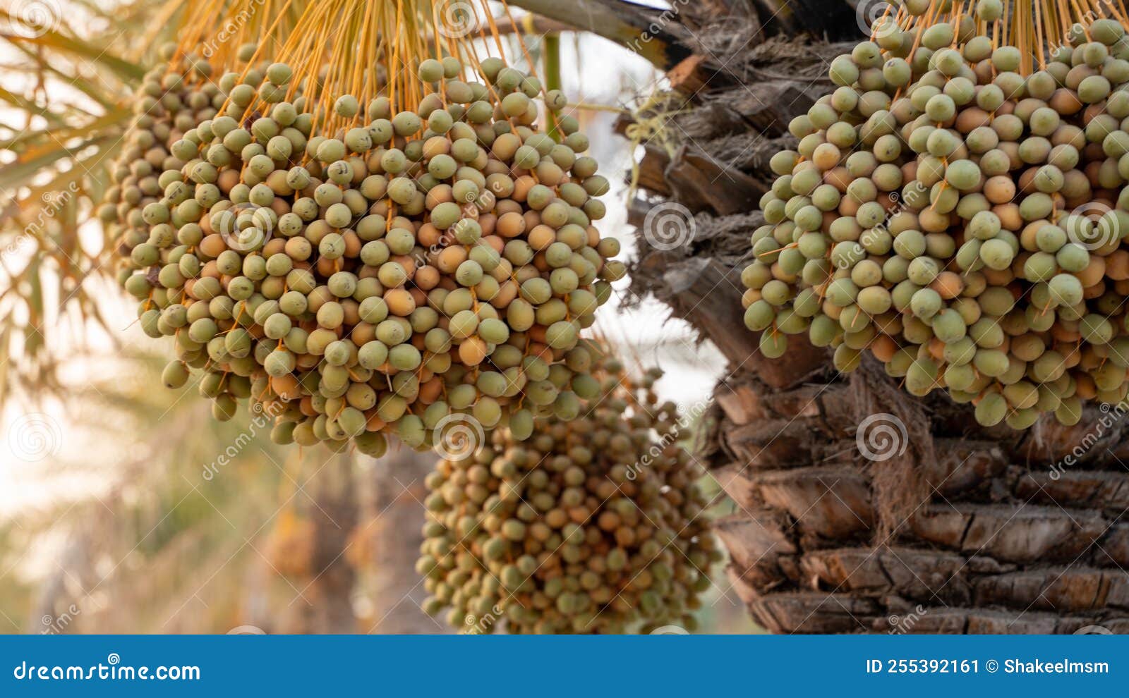 Date Plantation in the Arab Country Stock Image - Image of agricultural ...